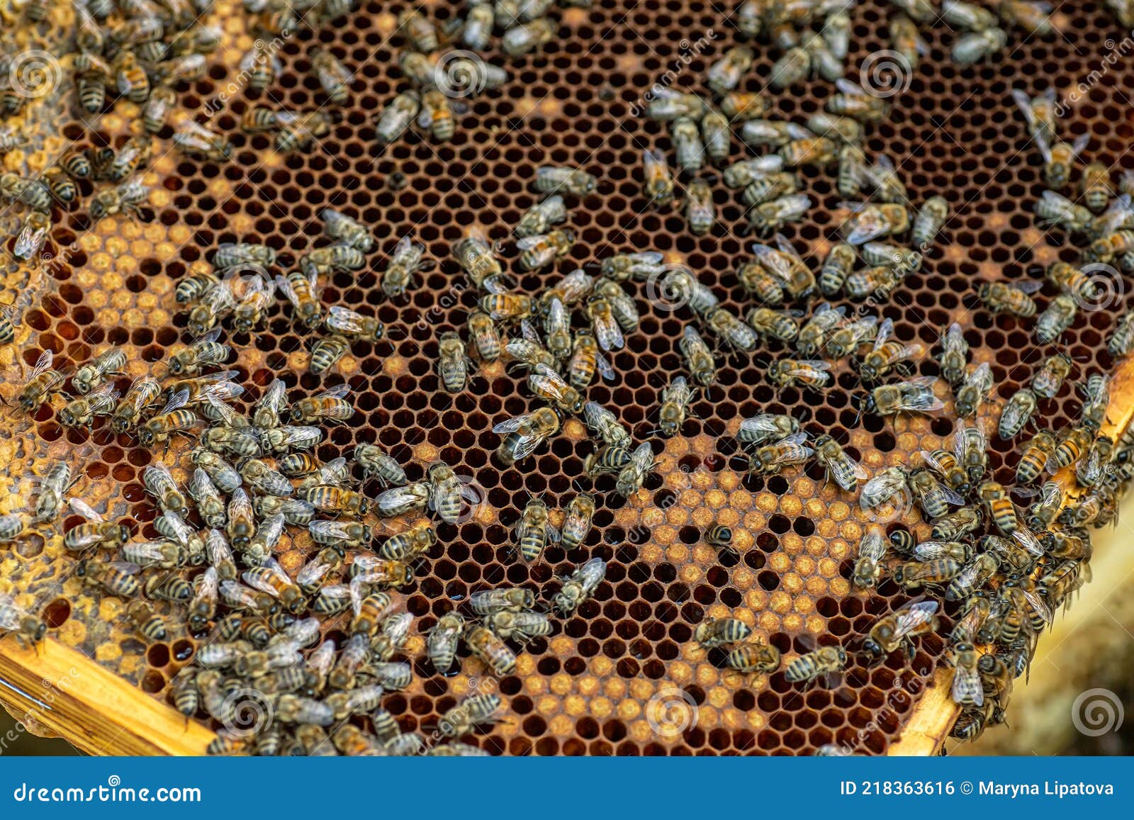 Bees on the Honeycomb, Background. Honey Cell with Bees. Apiculture ...