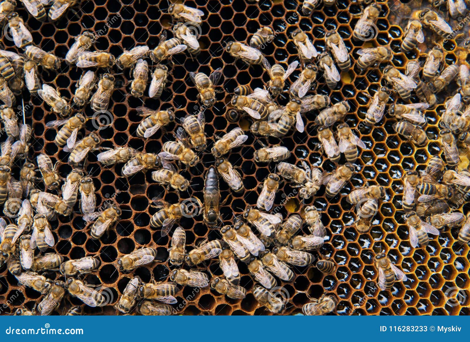 Bees on Honeycomb with Bee Uterus Stock Image - Image of insect ...