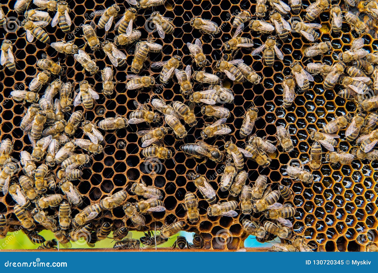 Bees on Honeycomb with Bee Uterus Stock Image - Image of apiculture ...