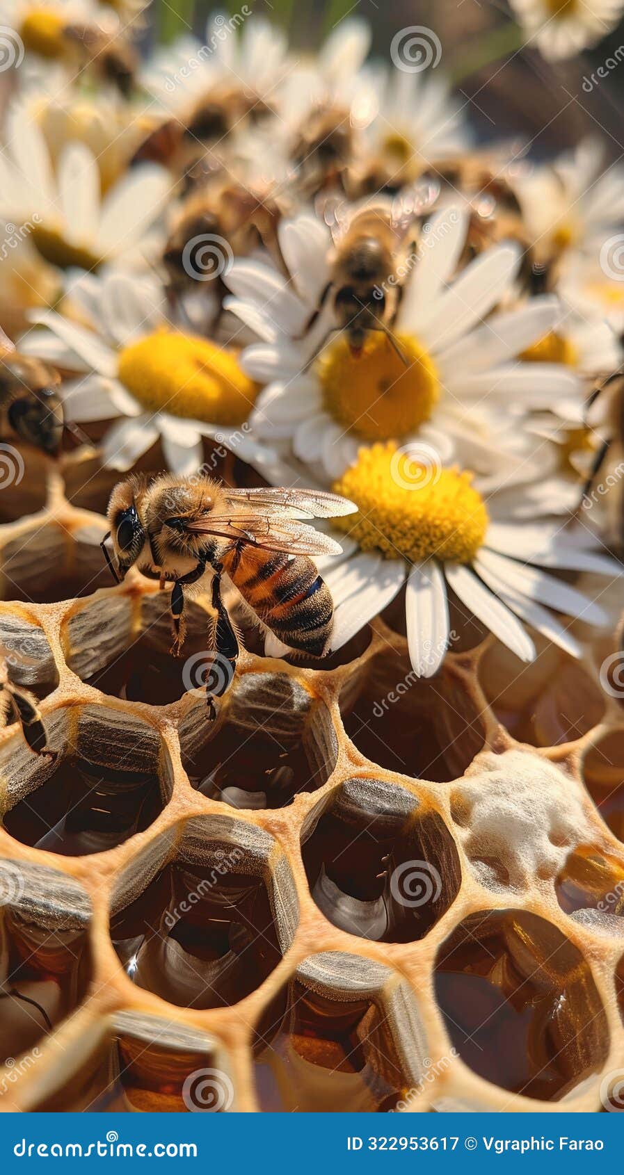 Bees on Honeycomb and Daisies, Close-up. Pollination and Natural ...