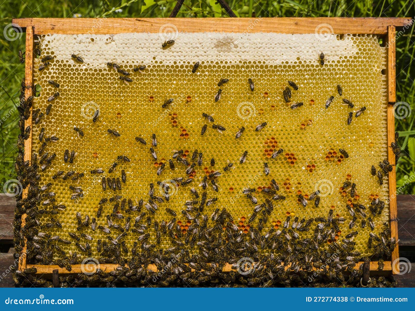 Bees on Honeycomb Extracted from the Hive Stock Photo - Image of ...