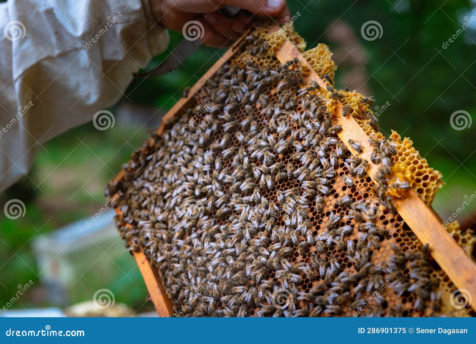 Bees on the Honeycomb Frame. Beekeeper Holding a Frame of Honeycomb ...