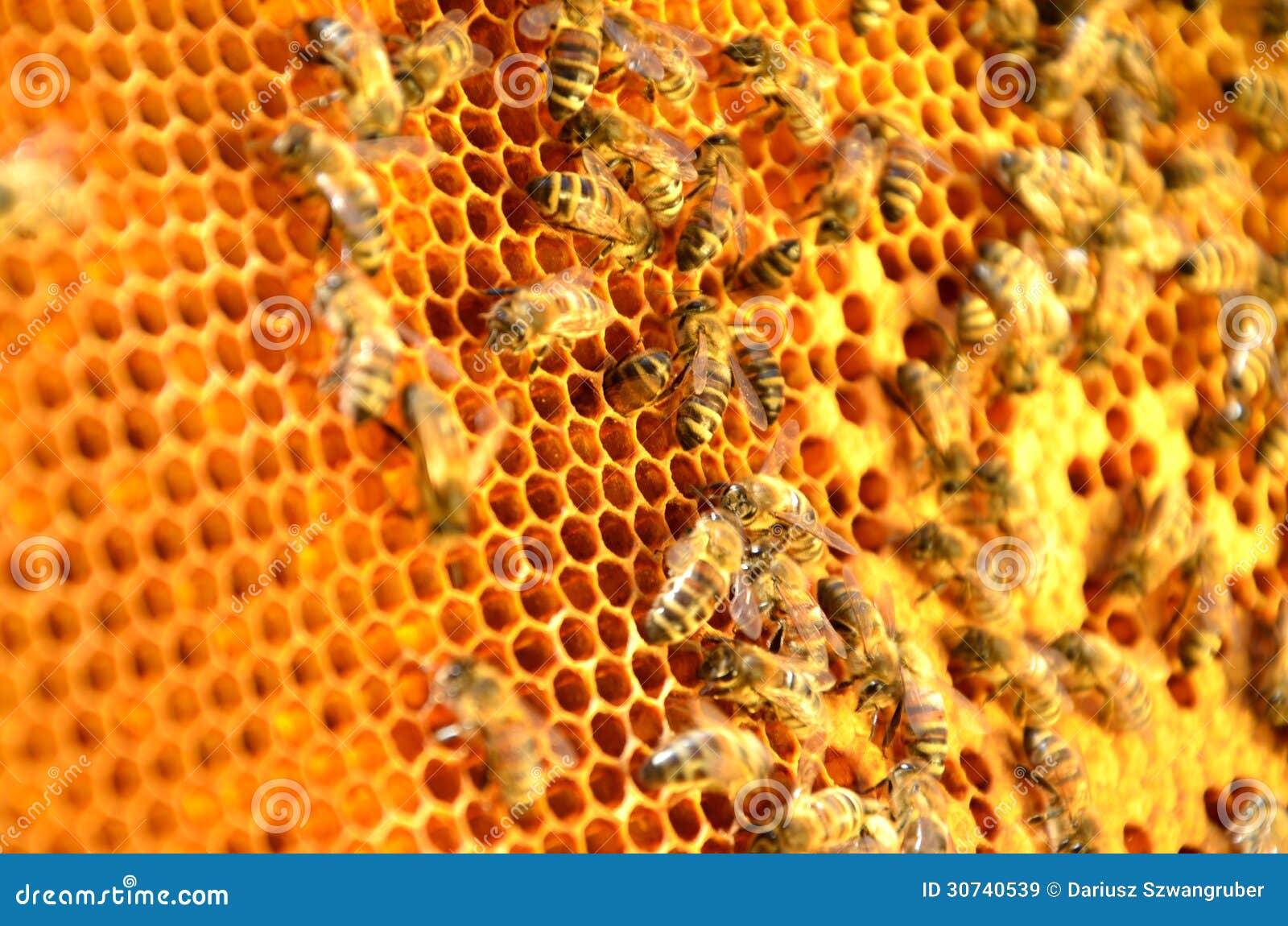 Bees on honeycomb frame stock image. Image of garden - 30740539
