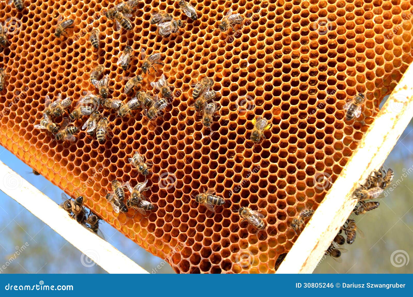 Bees on honeycomb frame stock photo. Image of frame, beehive - 30805246