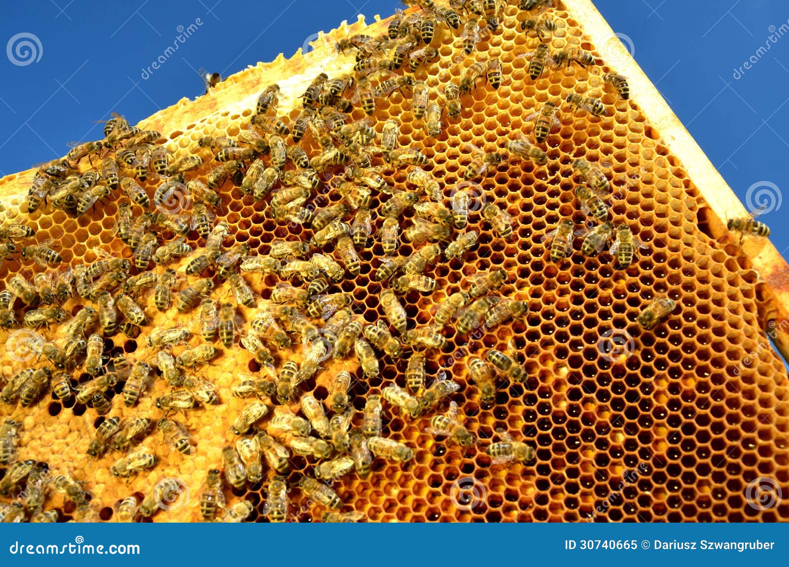 Bees on Honeycomb Frame in the Springtime Stock Image - Image of flying ...