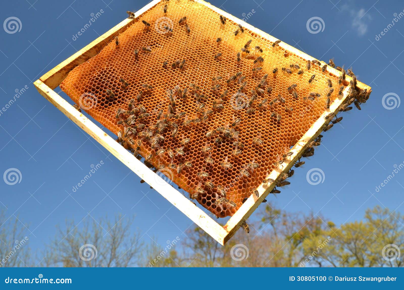 Bees on Honeycomb Frame in the Springtime Stock Photo - Image of amber ...