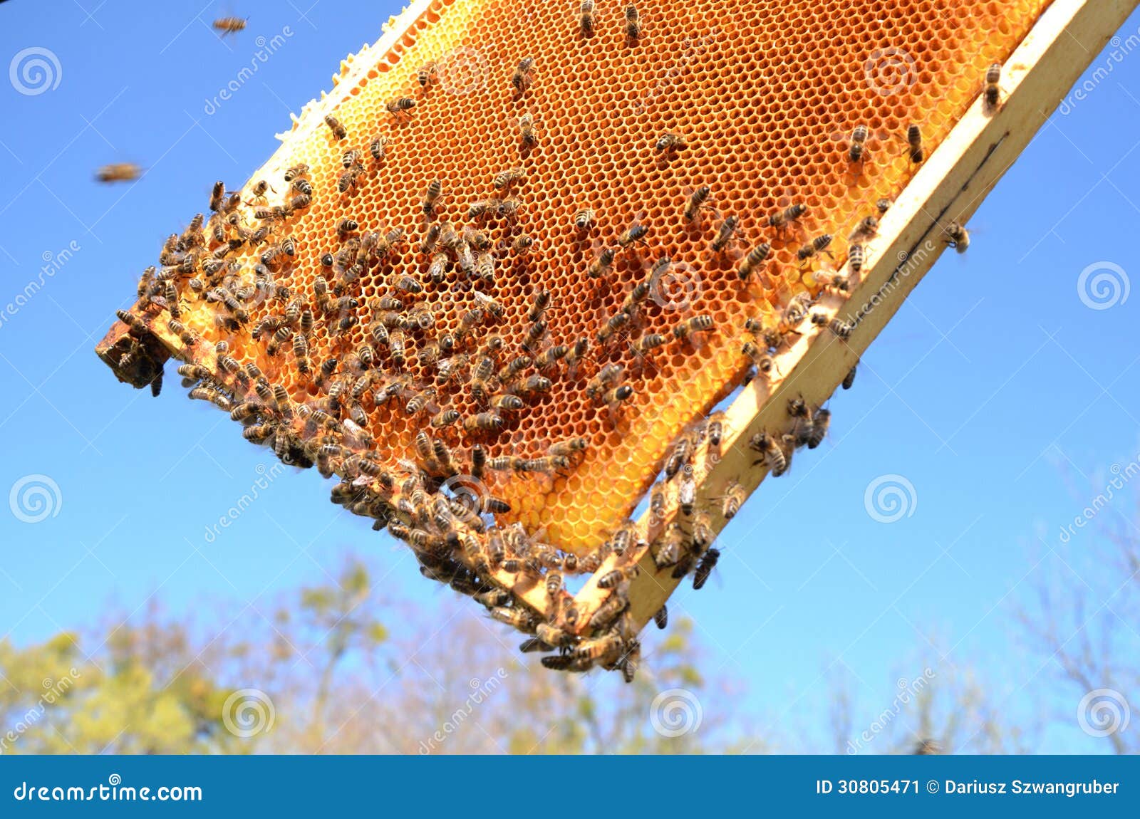 Bees on Honeycomb Frame in the Springtime Stock Image - Image of comb ...