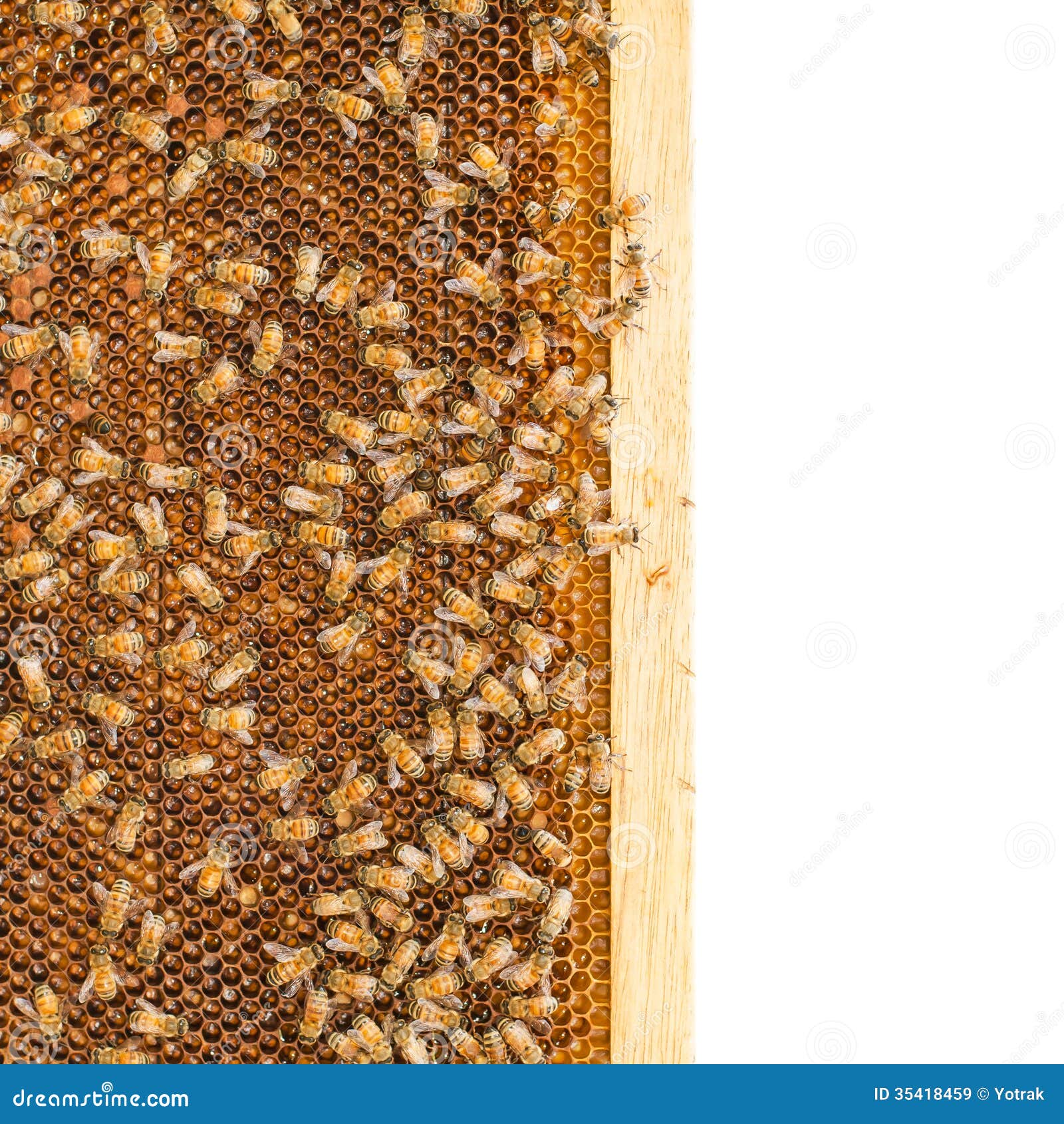 Bees on honeycomb frame stock image. Image of geometric - 35418459