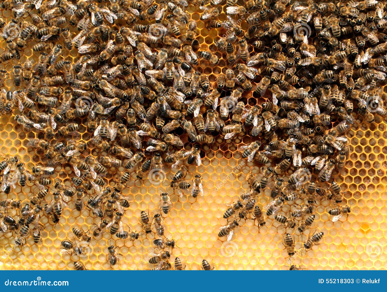 Bees stock image. Image of hive, gold, hexagon, eating - 55218303