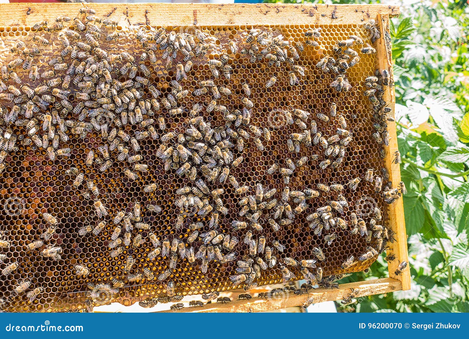 Bees Honeycomb with Honey, Perga and Honey Bees Stock Photo - Image of ...