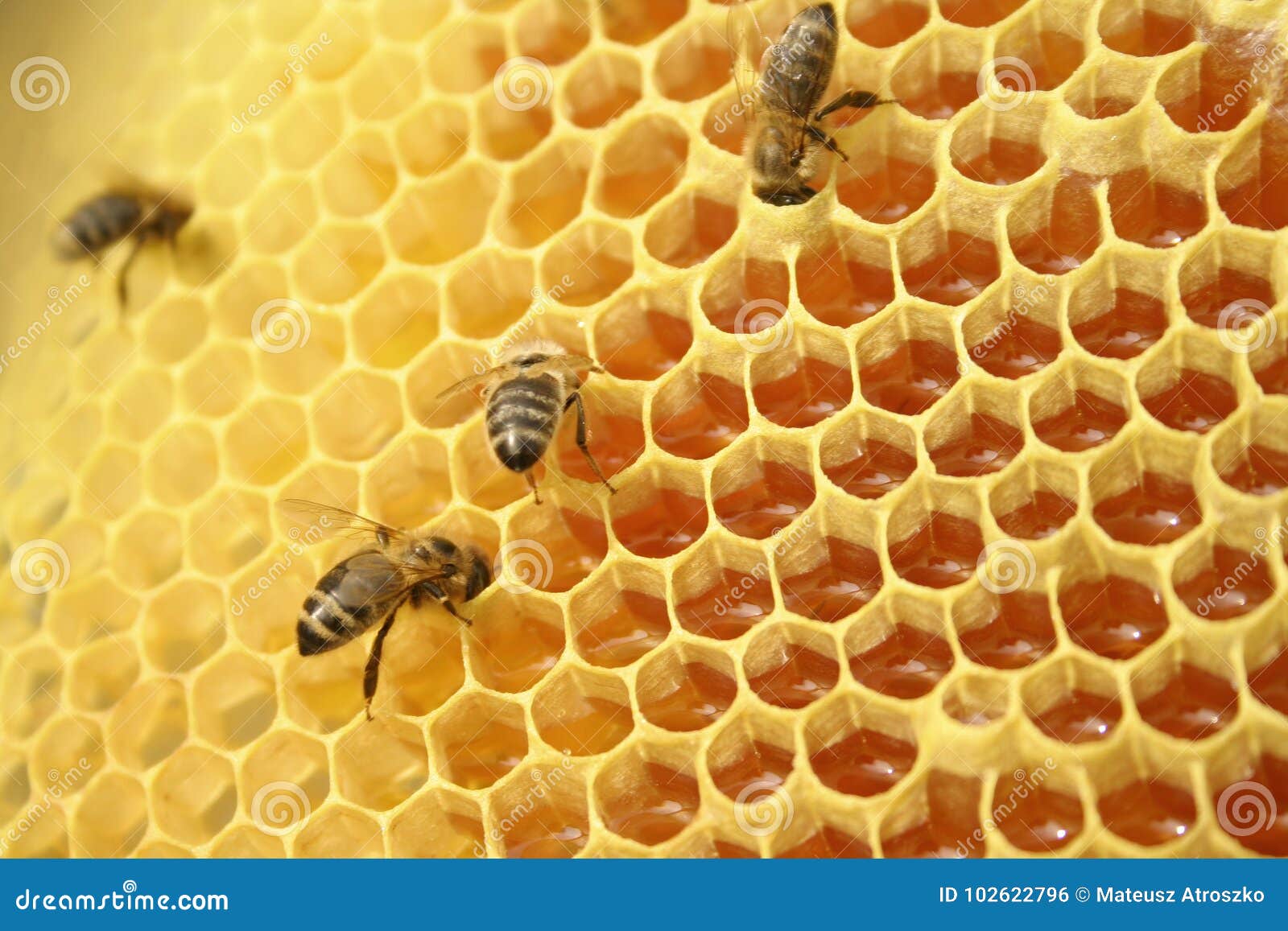 Inside Of Beehive Container With Sweet Syrup For Feeding Bees Royalty ...