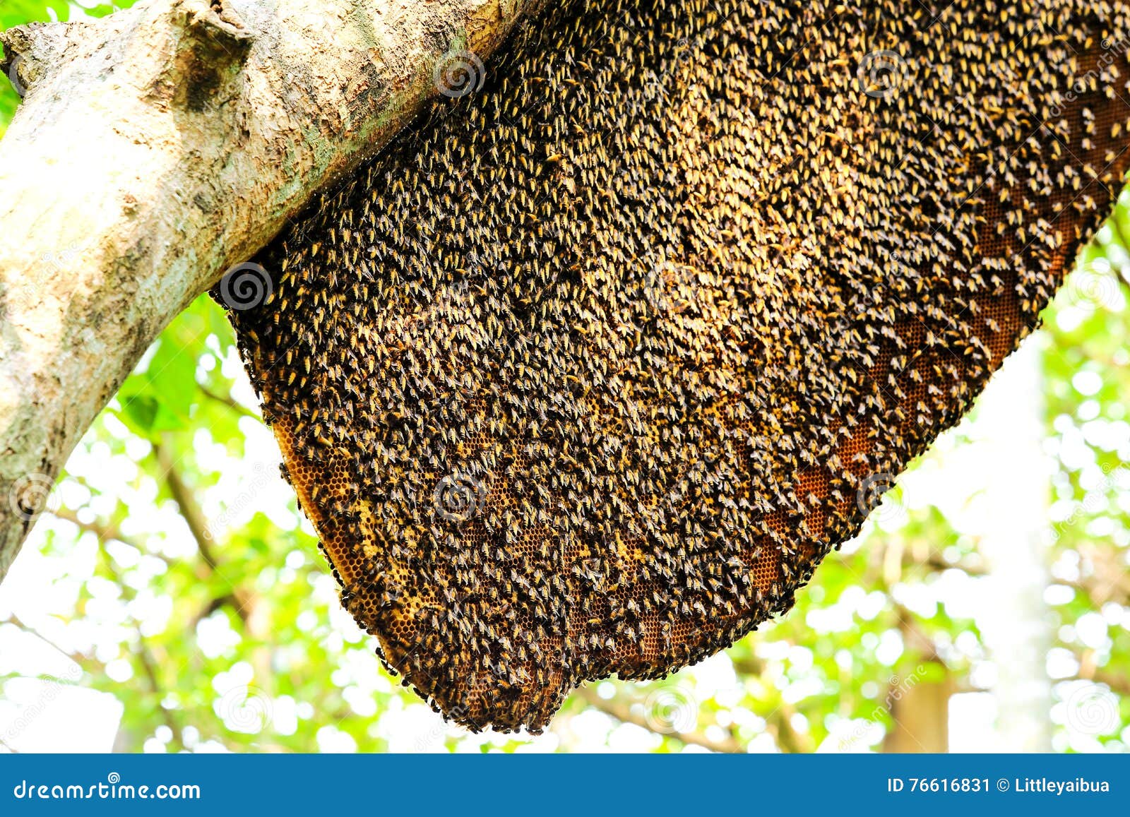 Bees and a Honeycomb on the Tree. Stock Image - Image of house, colony ...