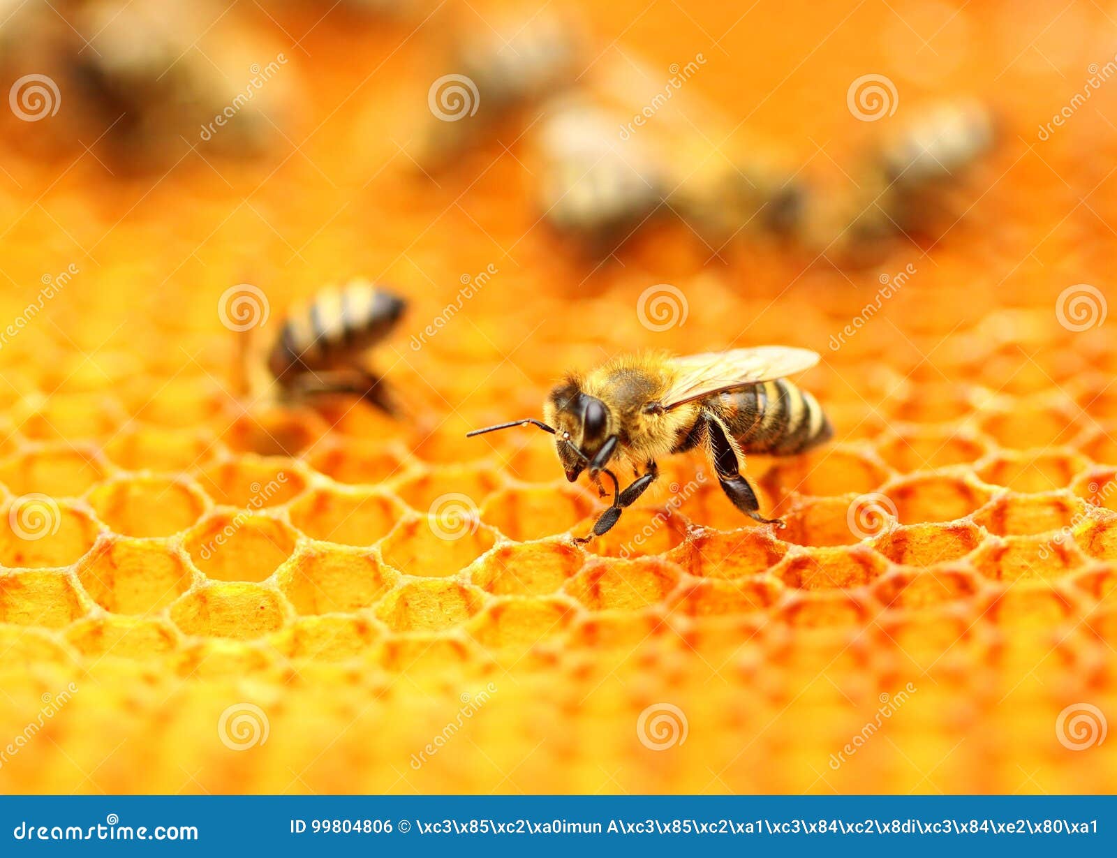 Honey Bees On A Honeycomb Inside Beehive. Hexagonal Wax Structure With ...