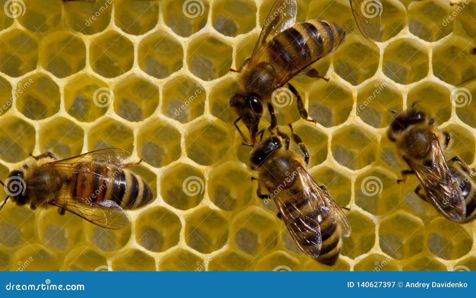 Bees Build Honeycombs. Work in a Team Stock Image - Image of motion ...