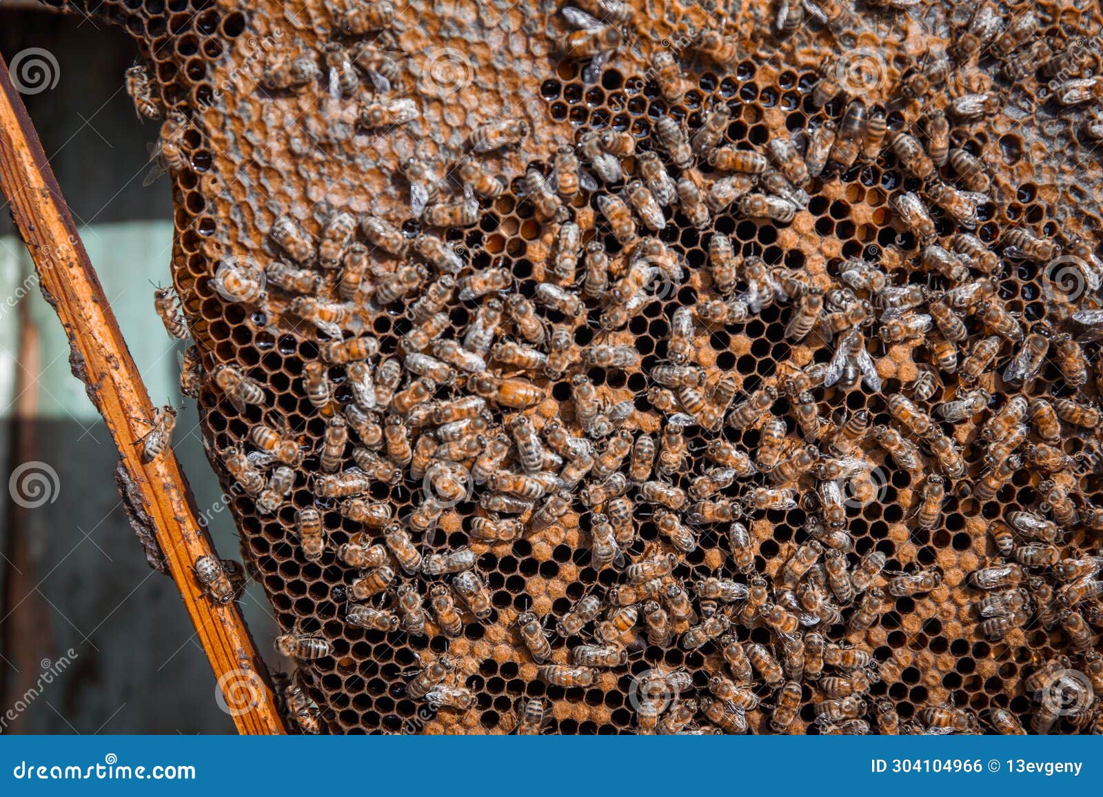 Bees on Honeycombs in the Village Stock Photo - Image of design ...