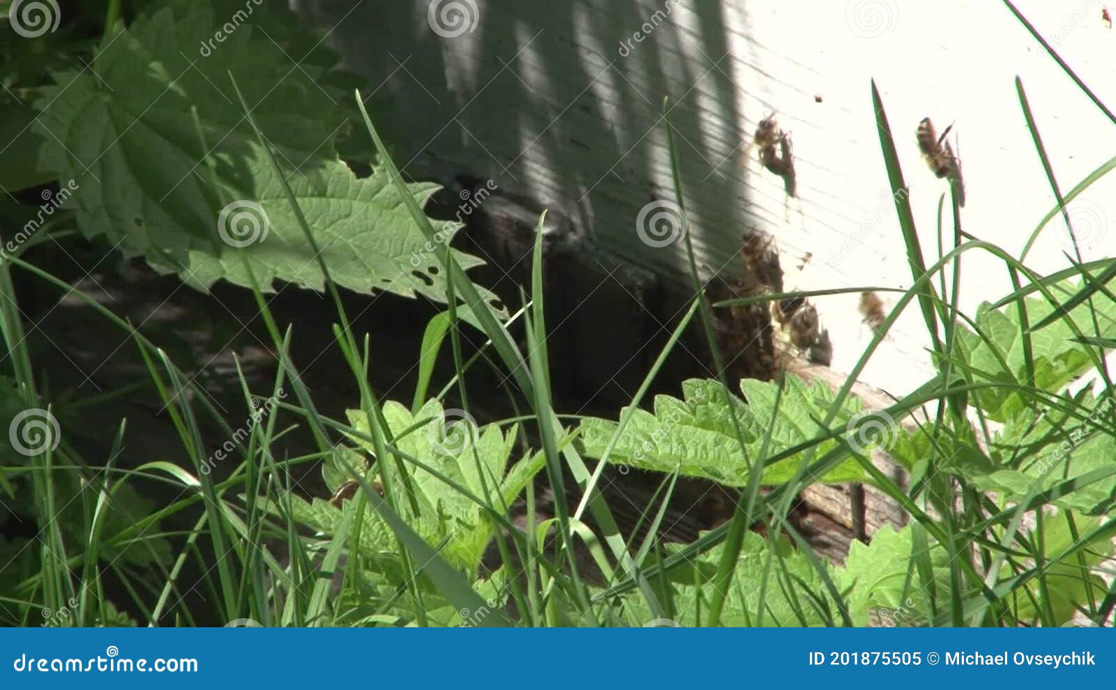 Bees Hum at the Opening of the Hive Entrance. Stock Video - Video of ...