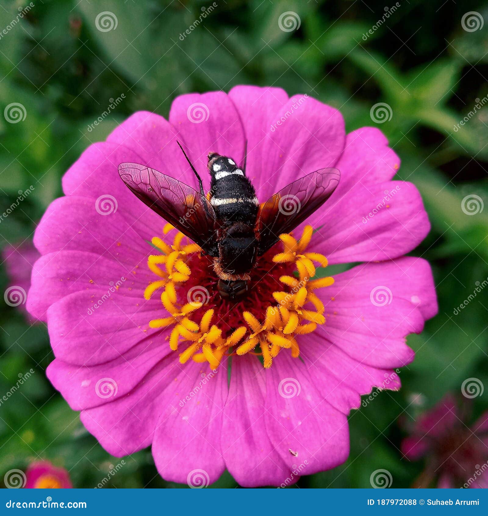 Royalty Free Images, Cartoons, Illustrations And Photos Designed By ...