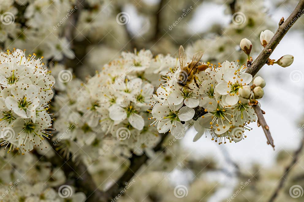 Bees and Insects Collect Nectar from a Fruit Tree in Spring Stock Image ...