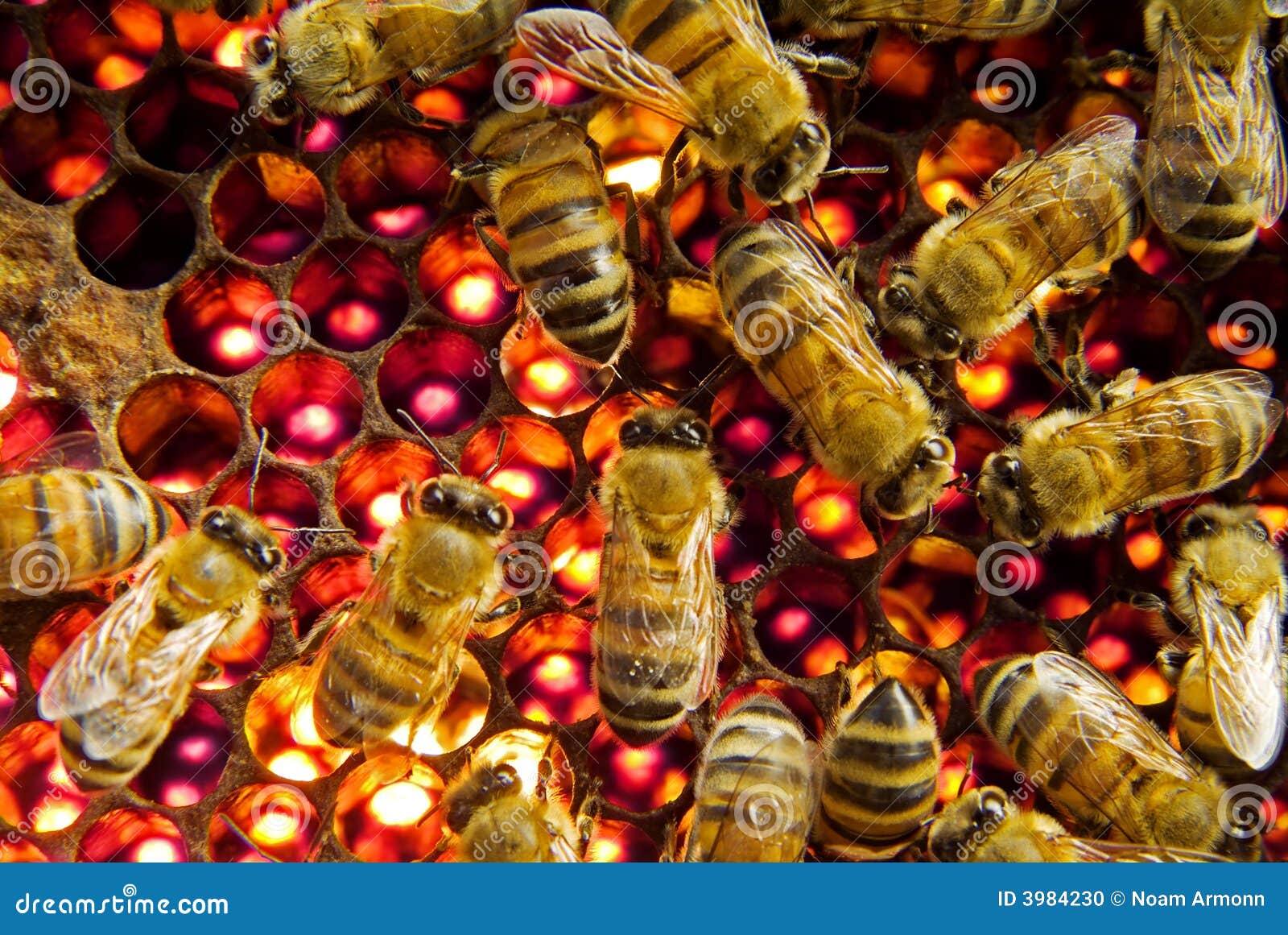 Bees inside beehive stock photo. Image of medicine, flying - 3984230
