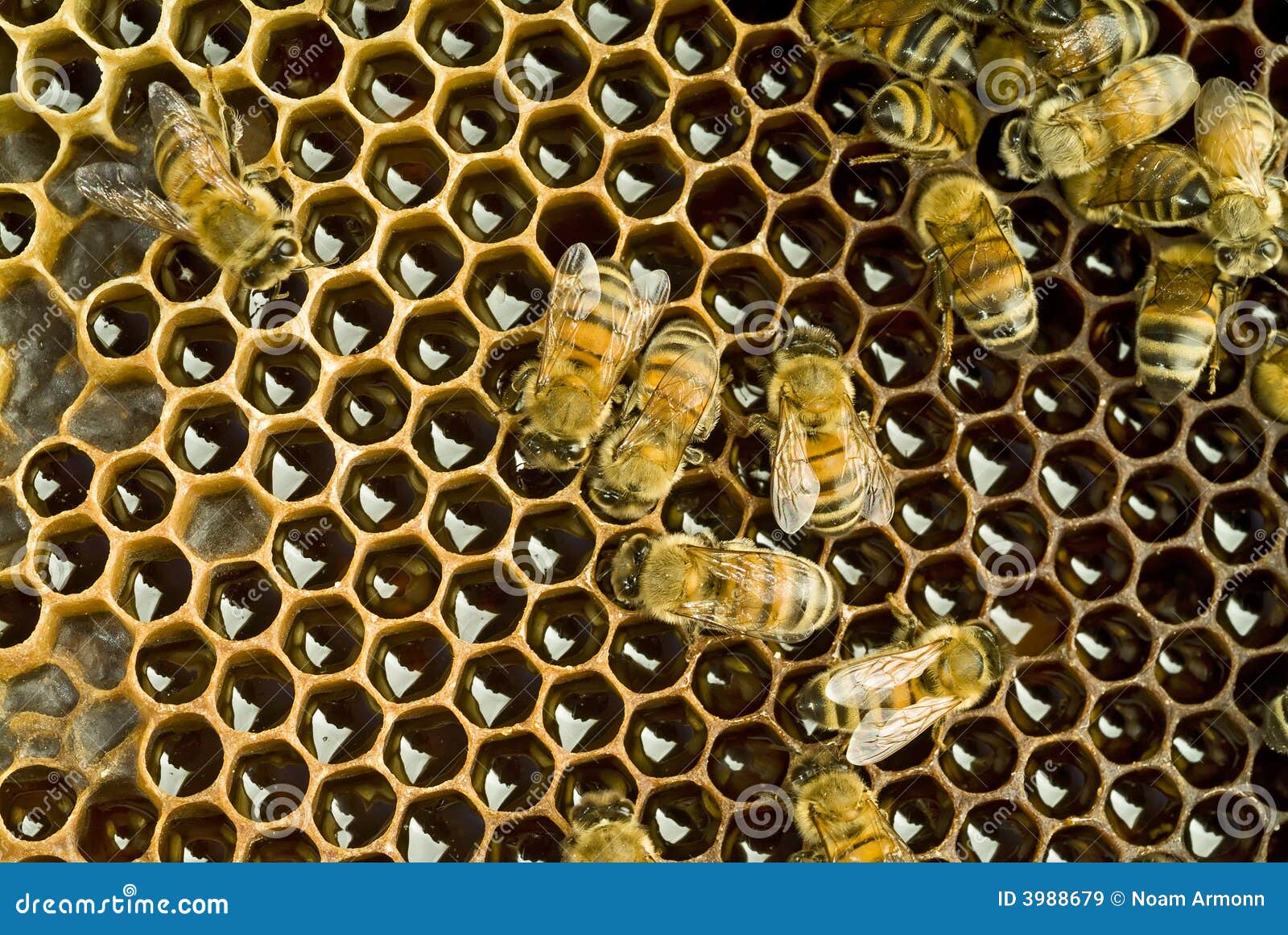 Bees inside beehive stock image. Image of honeycomb, busy - 3988679