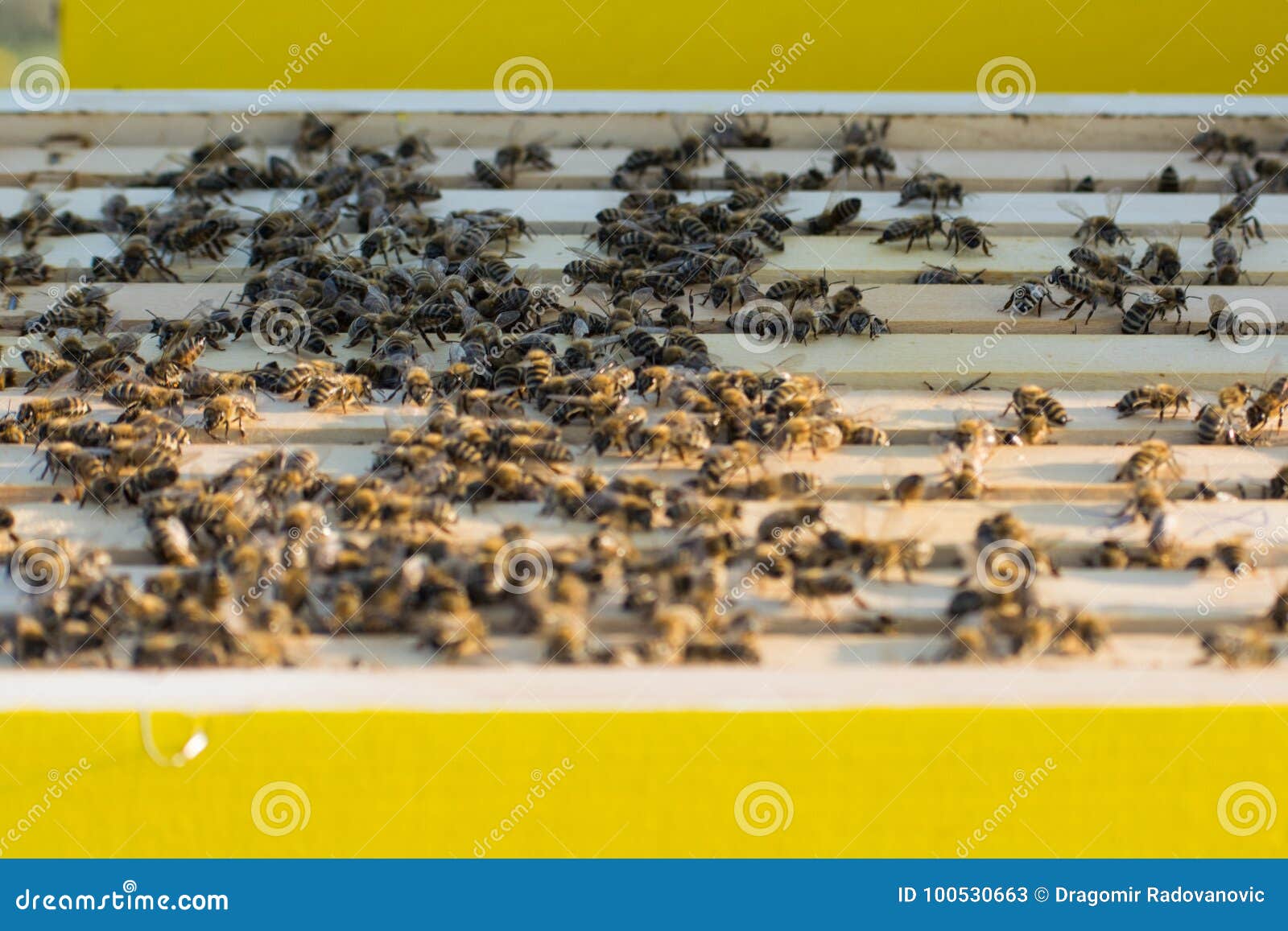 The Bees Inside a Beehive in Field Stock Image - Image of closeup ...