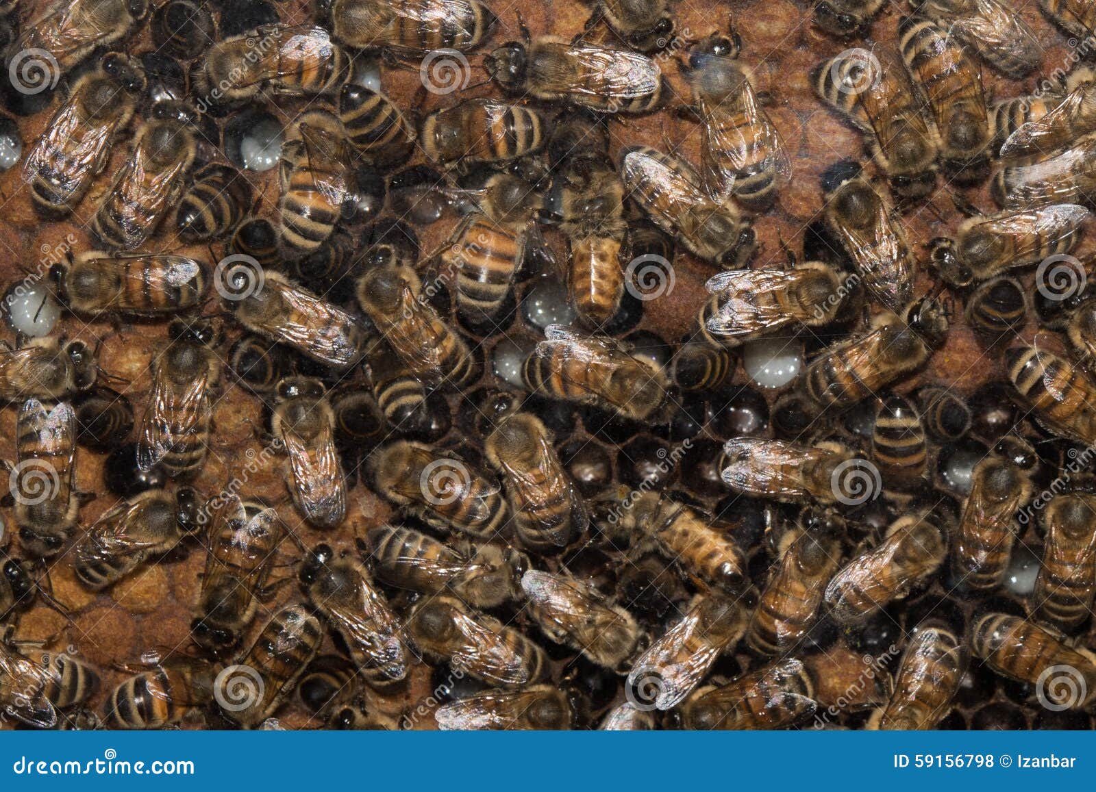 Bees Inside Beehive Macro Close Up Stock Photo - Image of inside ...