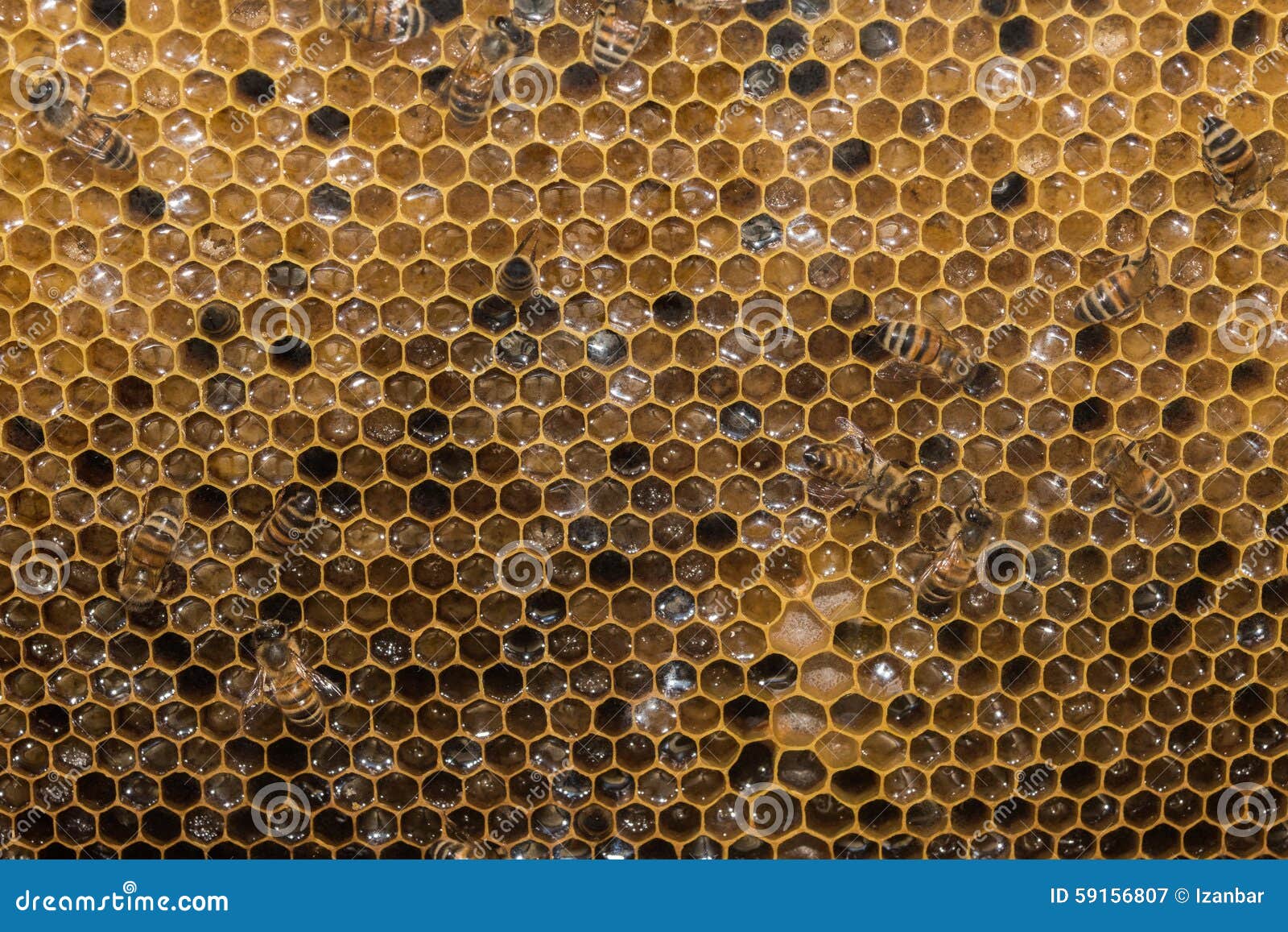 Bees Inside Beehive Macro Close Up Stock Image - Image of honey ...