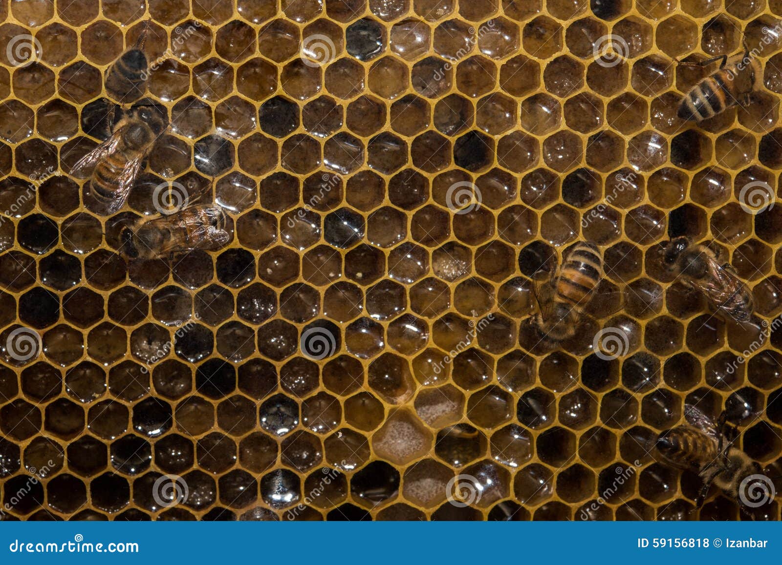 Bees Inside Beehive Macro Close Up Stock Photo - Image of close, inside ...