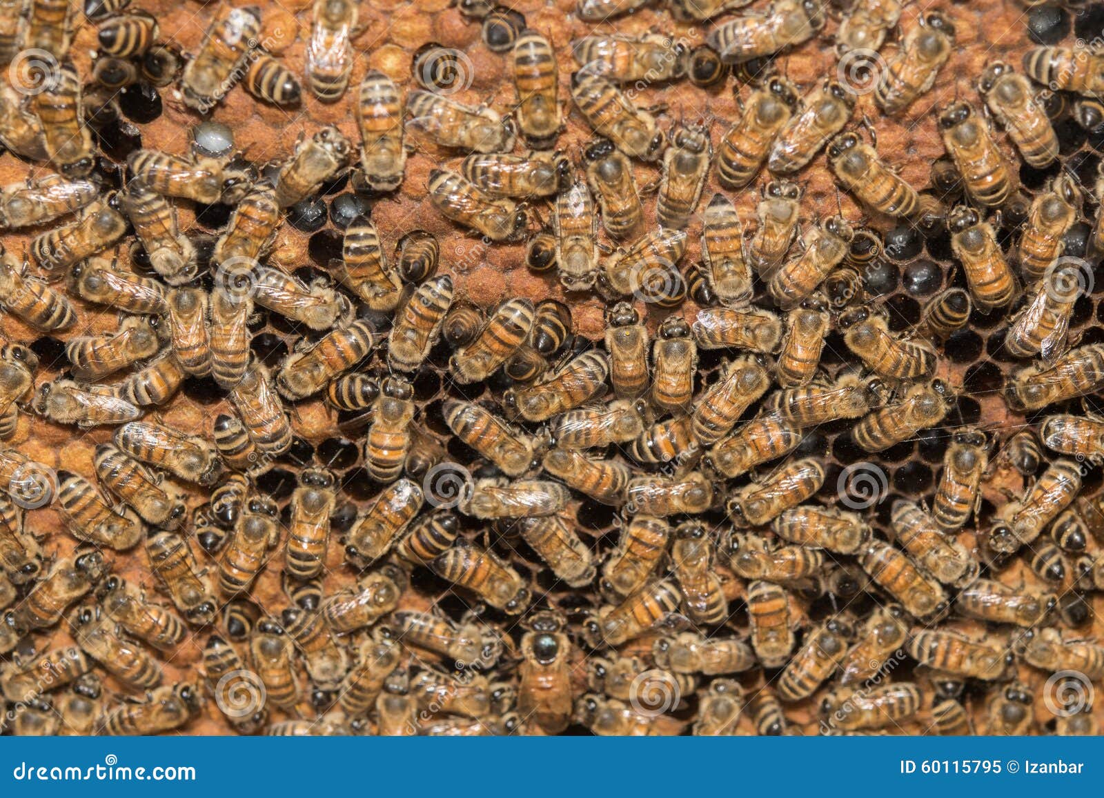 Bees Inside Beehive Macro Close Up Stock Image - Image of medicine ...