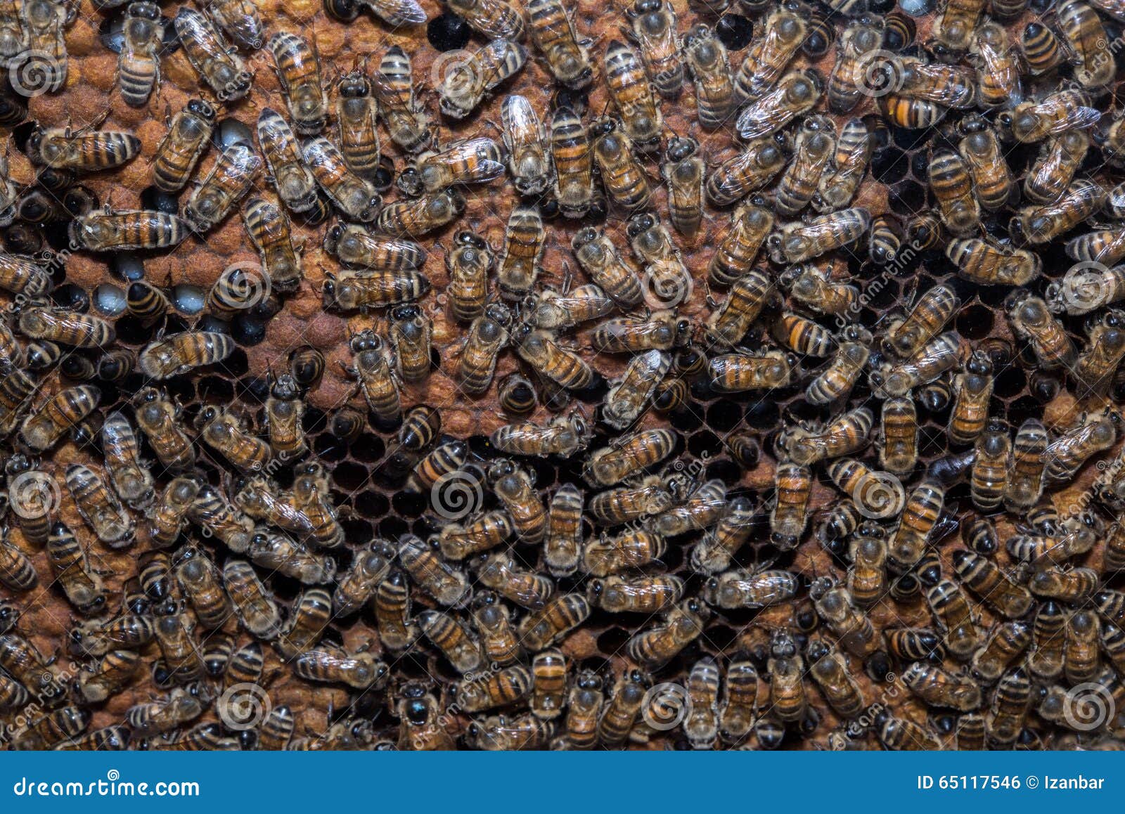 Bees Inside Beehive Macro Close Up Stock Photo - Image of queen ...