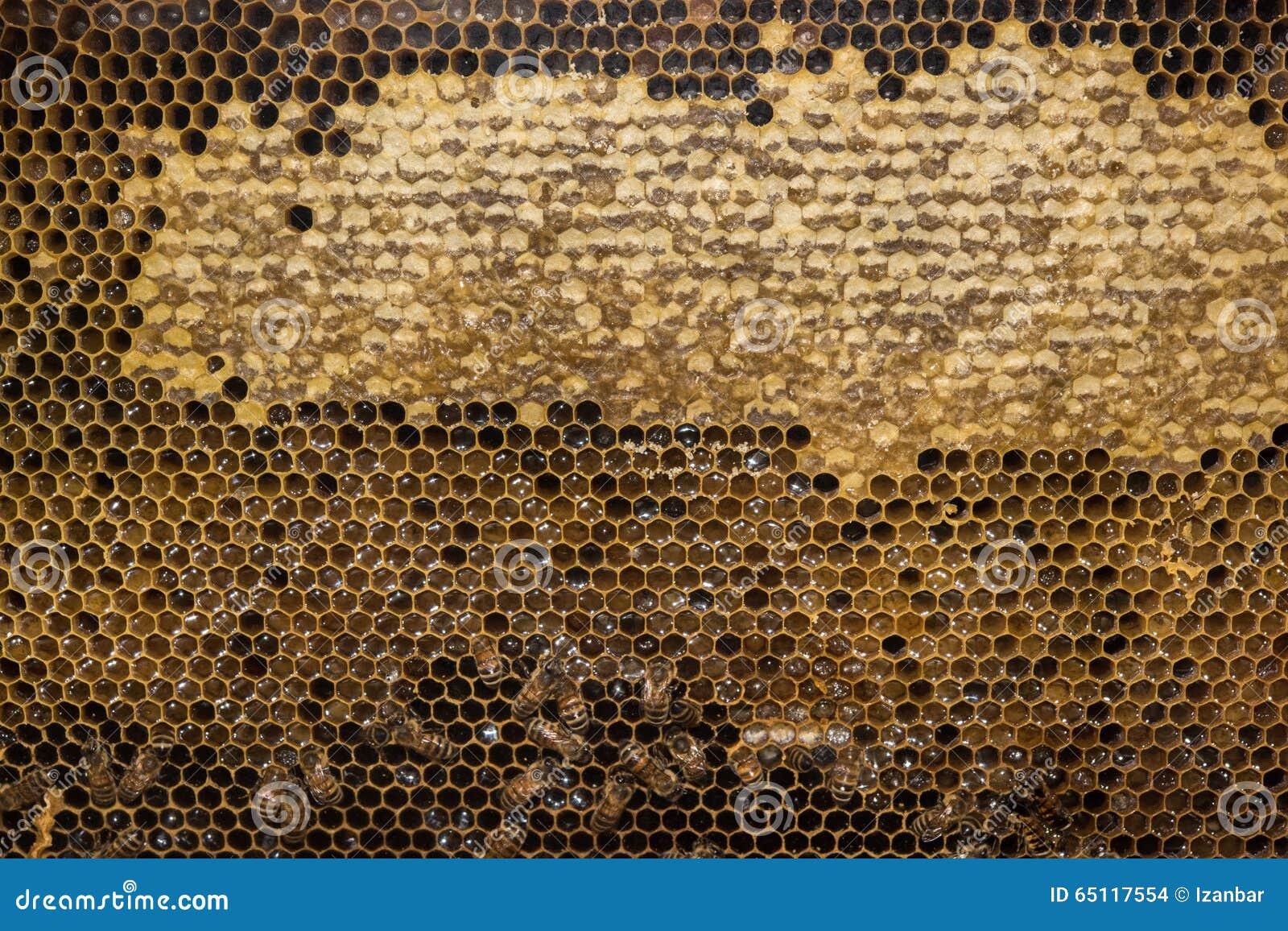 Bees Inside Beehive Macro Close Up Stock Photo - Image of honey ...