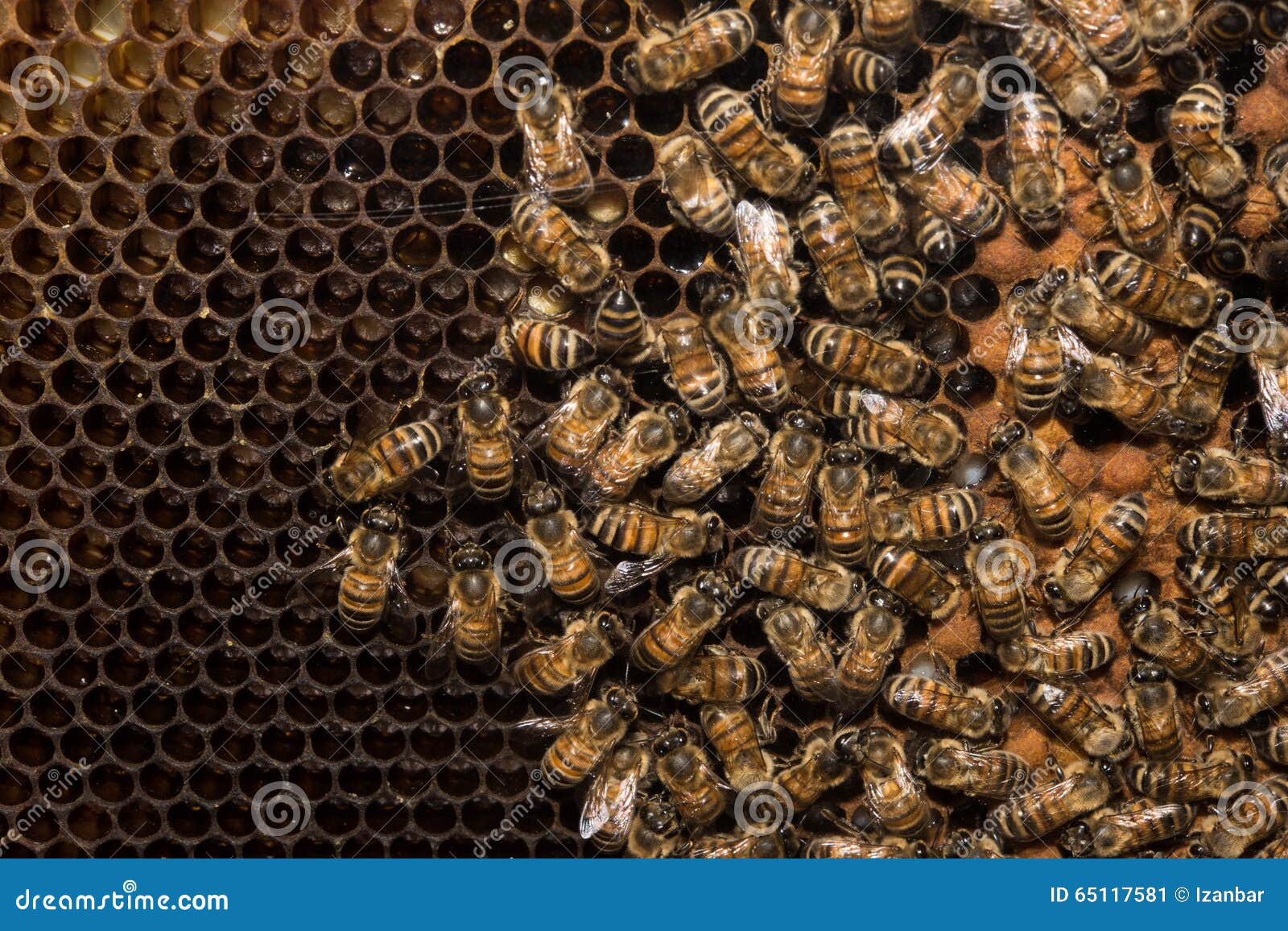 Bees Inside Beehive Macro Close Up Stock Image - Image of pollen, sweet ...
