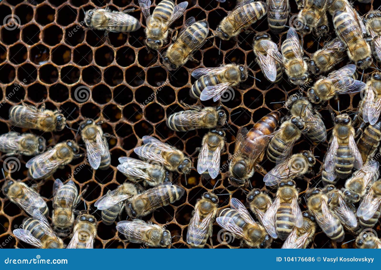Bees Inside a Beehive with the Queen Bee in the Middle. Stock Photo ...