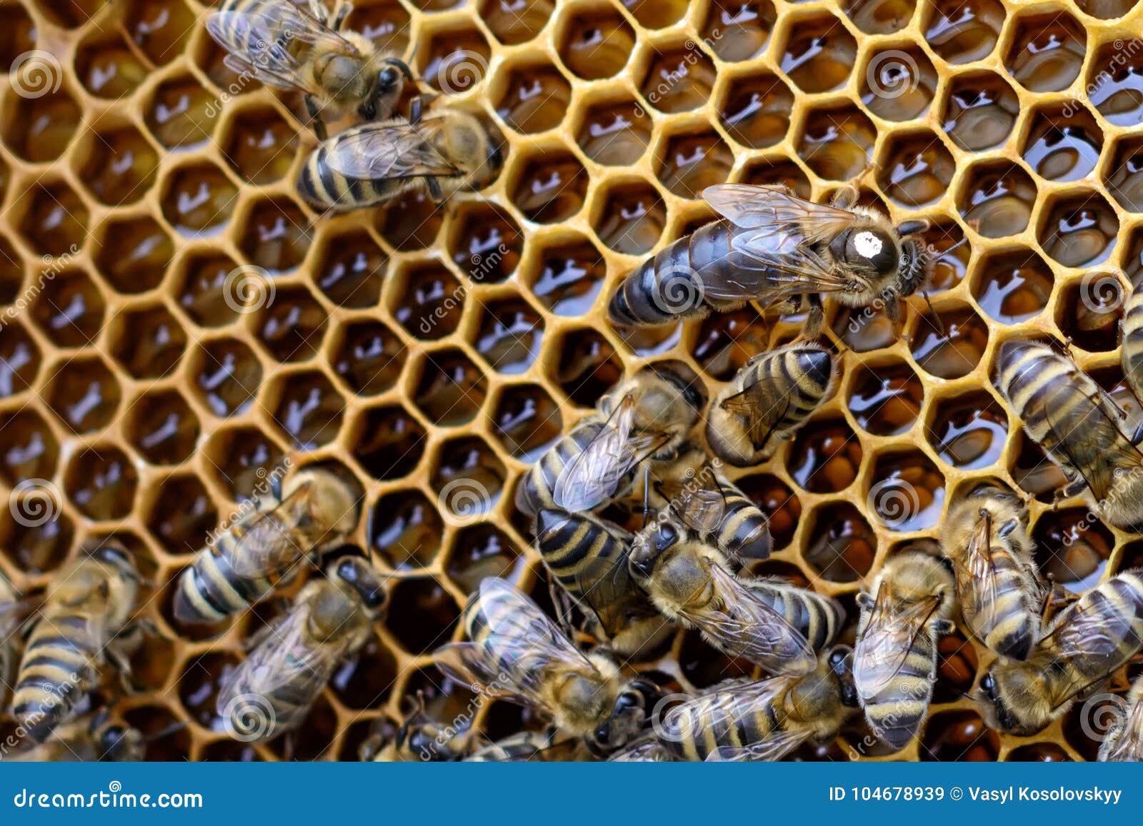 Bees Inside a Beehive with the Queen Bee in the Middle. Stock Image ...