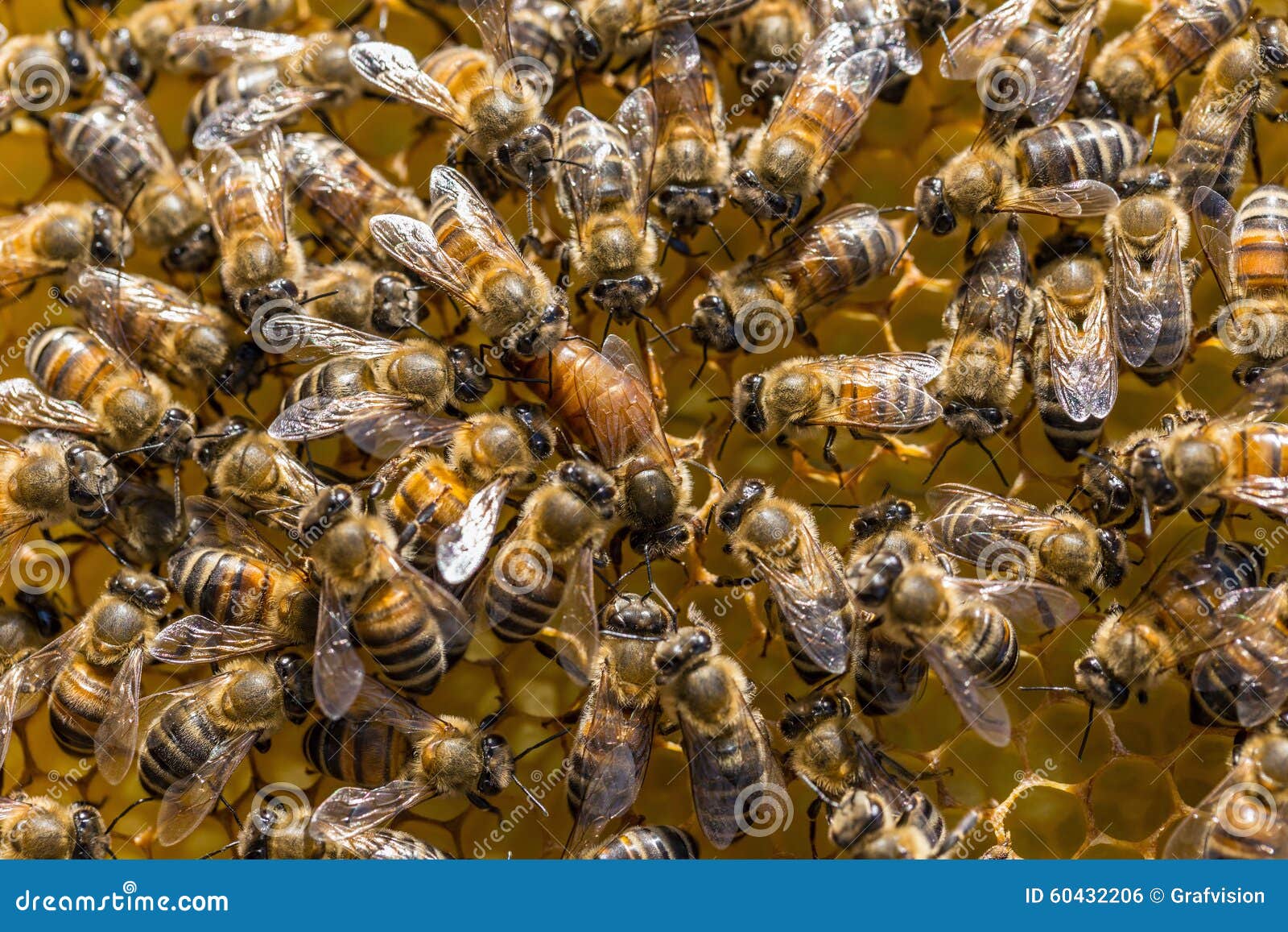 Bees stock photo. Image of pattern, leadership, honeycomb - 60432206