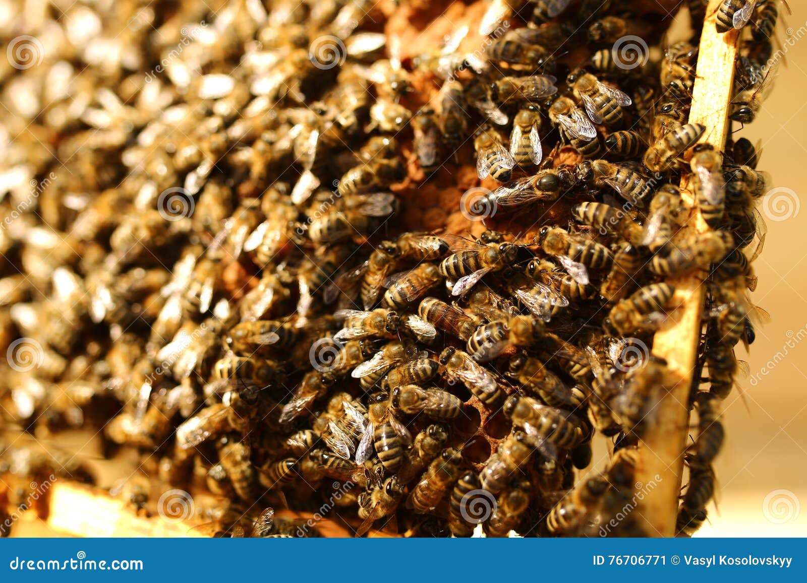 Bees Inside a Beehive with the Queen Bee in the Middle Stock Image ...