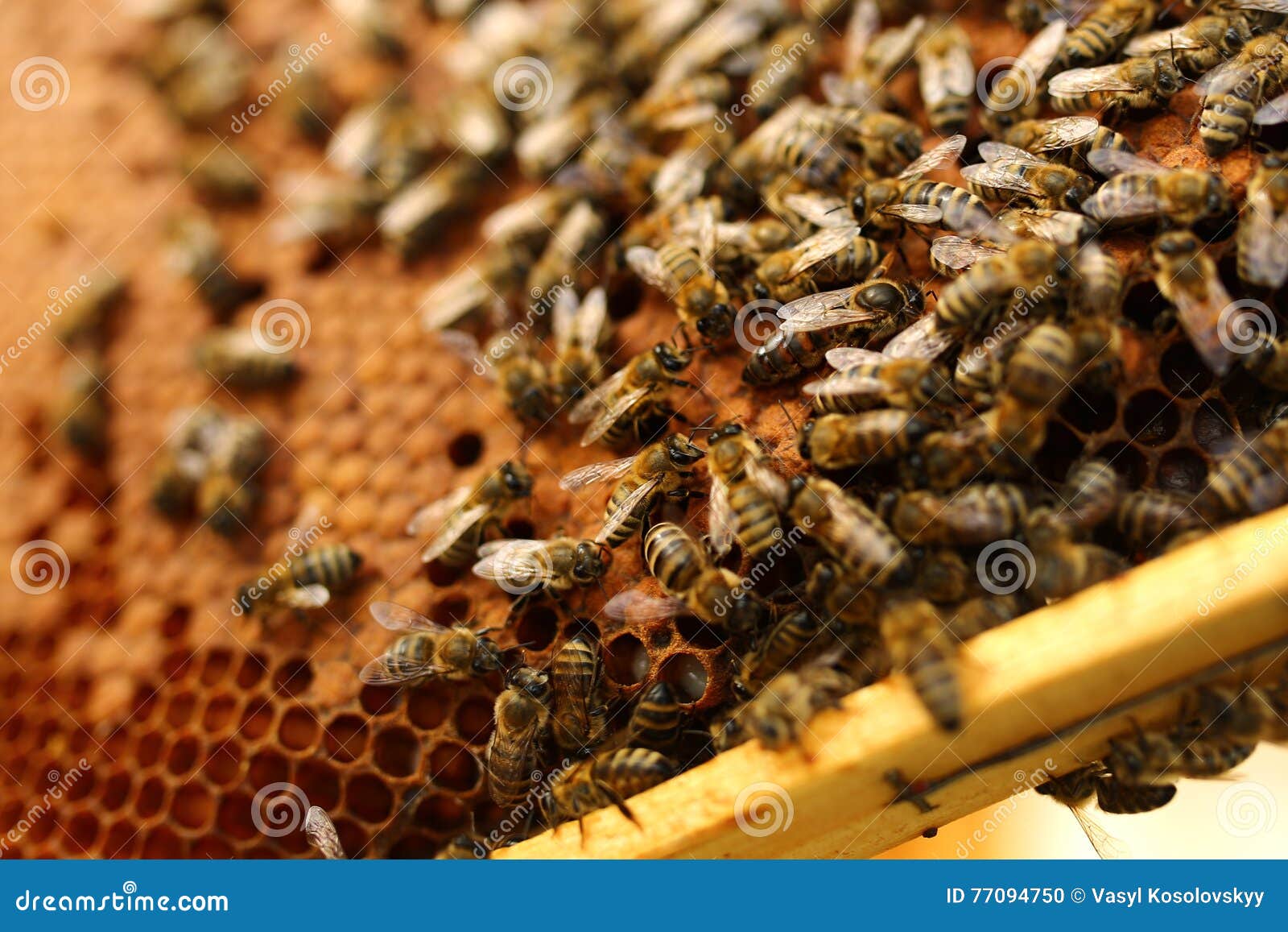 Bees Inside a Beehive with the Queen Bee in the Middle Stock Photo ...
