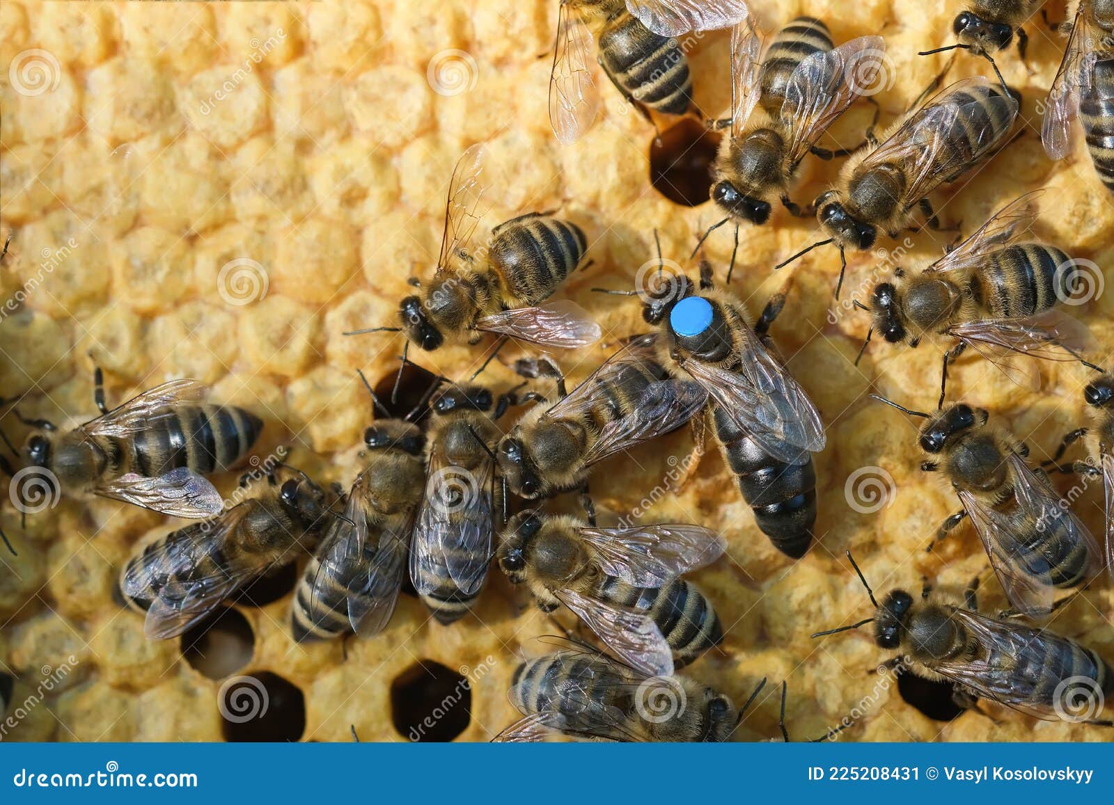 Bees Inside a Beehive with the Queen Bee in the Middle. Queen Bee Lays ...