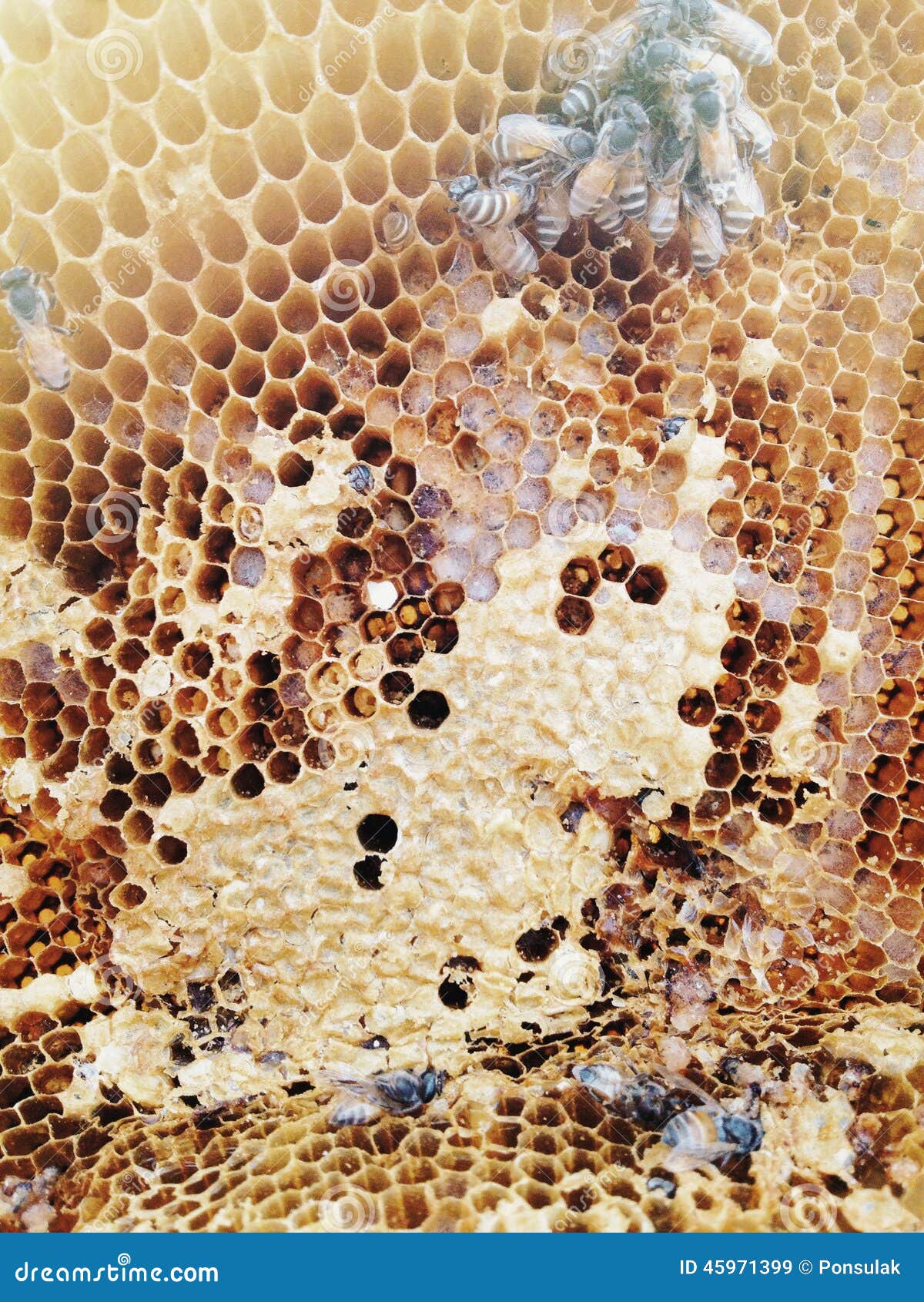 Bees Inside A Beehive With The Queen Bee In The Middle. Queen Bee Lays ...