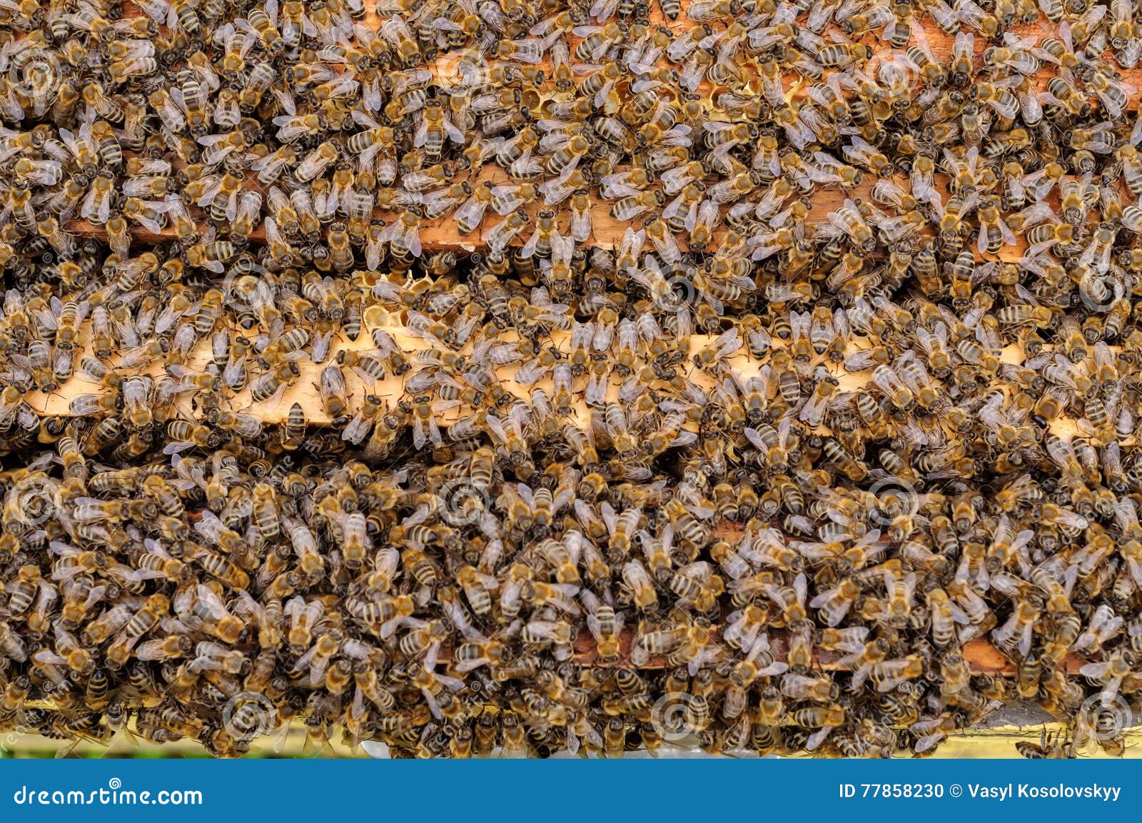The Bees Inside the Hive is Placed on the Combs. Natural Background ...