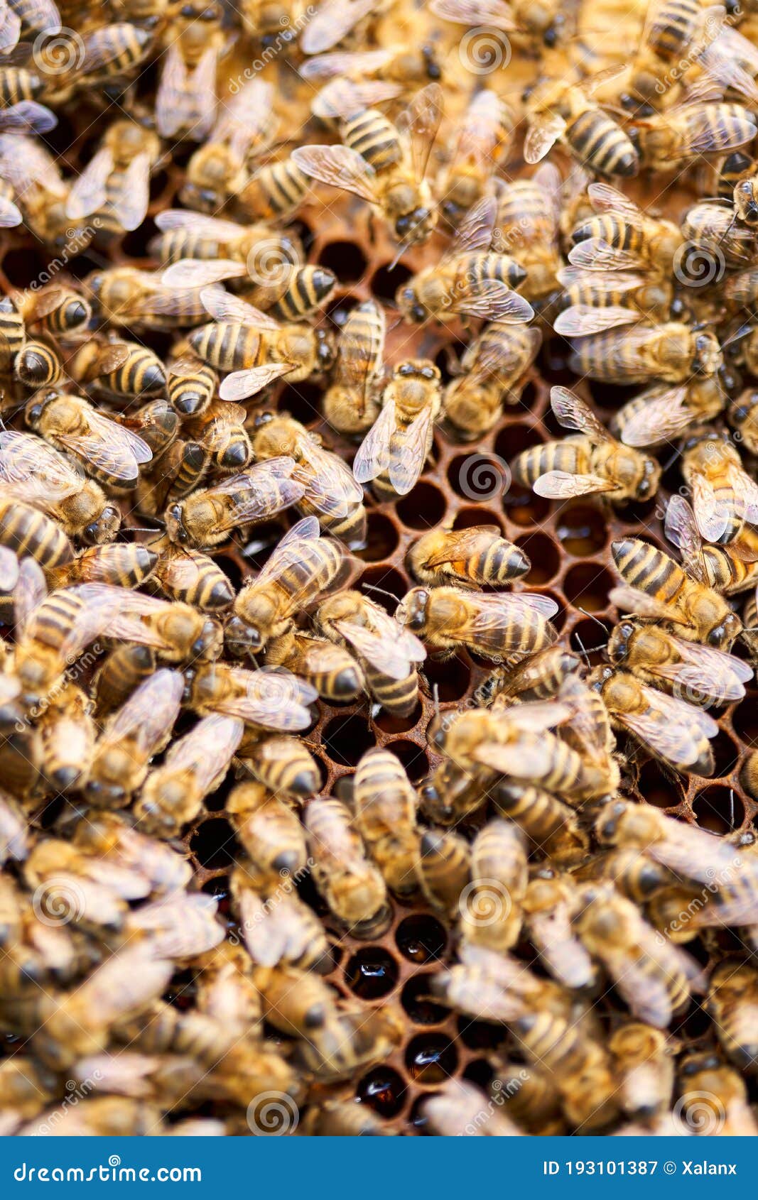 Bees inside the hive stock image. Image of hive, geometry - 193101387