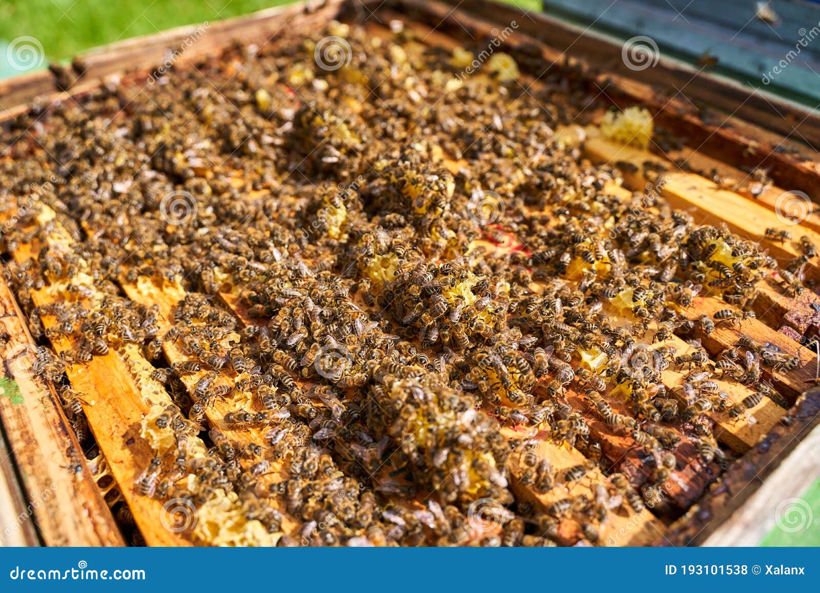 Bees inside the hive stock photo. Image of honeycomb - 193101538