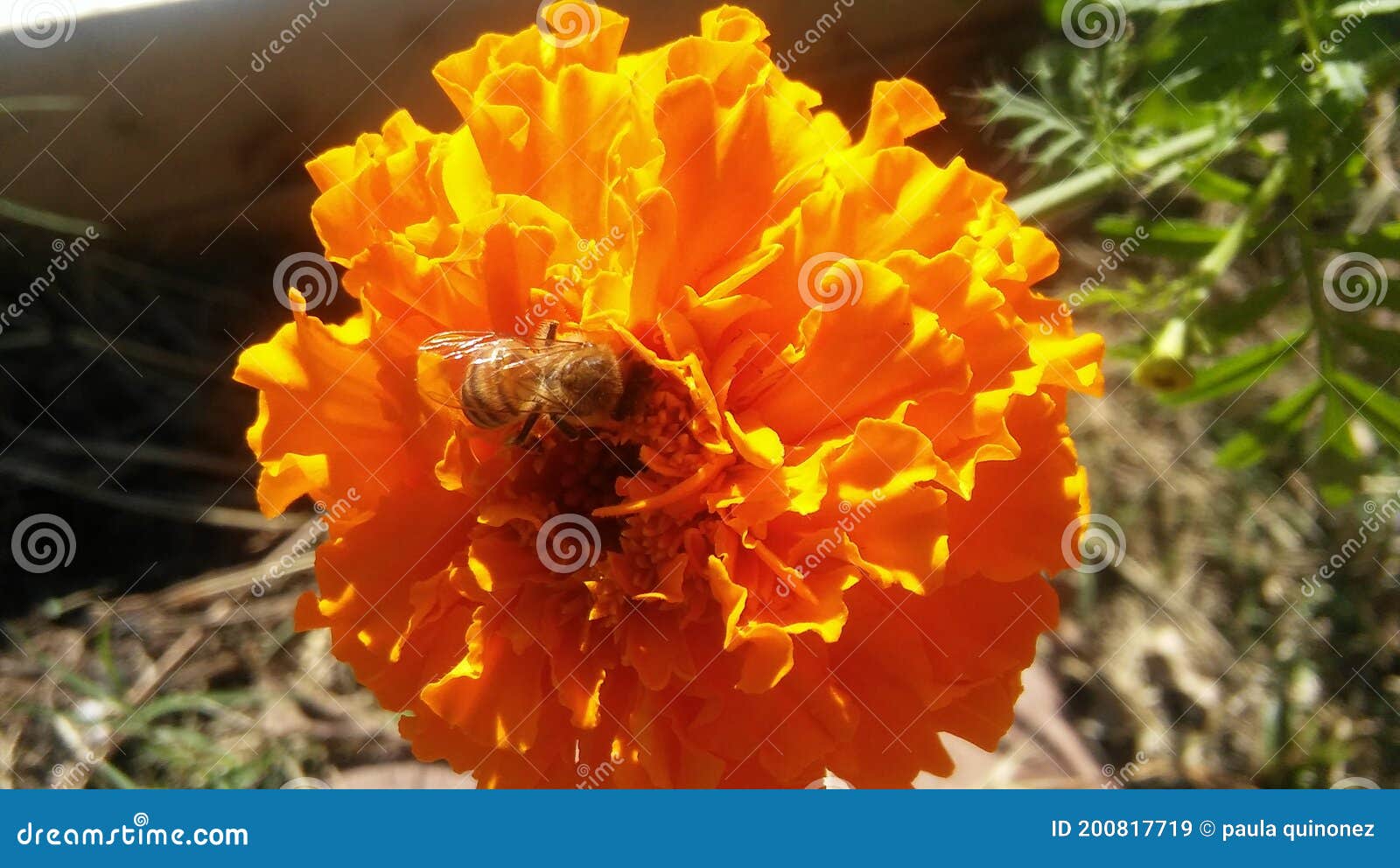 Bees Inside Marigold Flowers Stock Image - Image of leaf, bees: 200817719