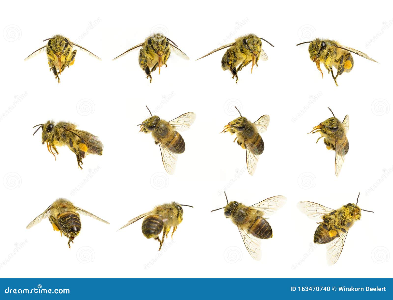 A Bees Isolated on the White Background Stock Photo - Image of animal ...