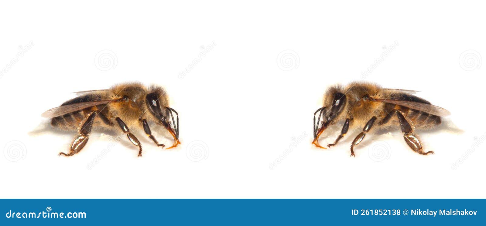 Bees Isolated on White Background. Honeybee Close-up. Stock Photo ...