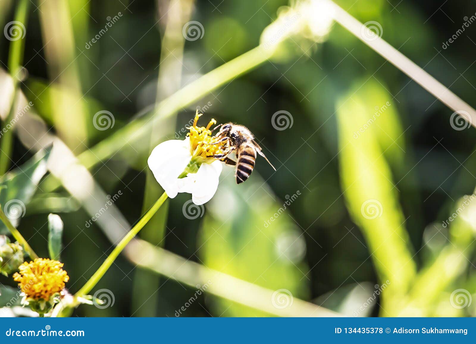 The Bees Keep the Nectar from the Grass in the Wild Stock Photo - Image ...