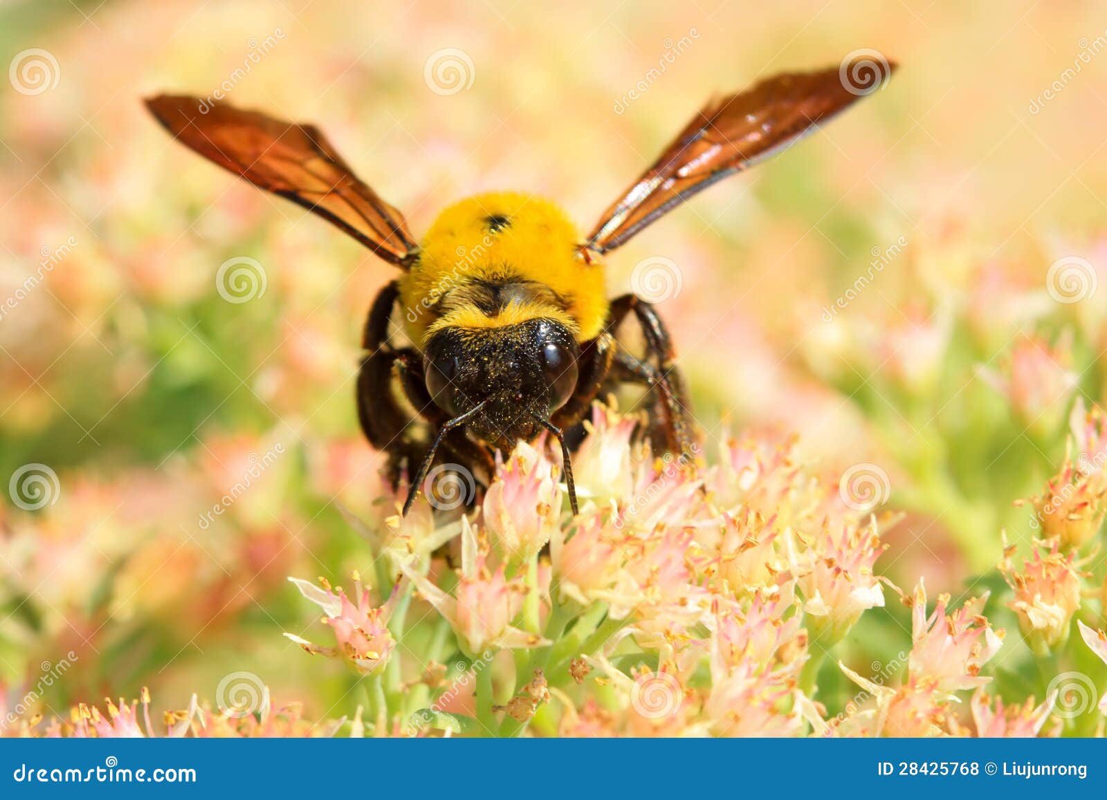 Bees kind of insects stock photo. Image of bees, material - 28425768