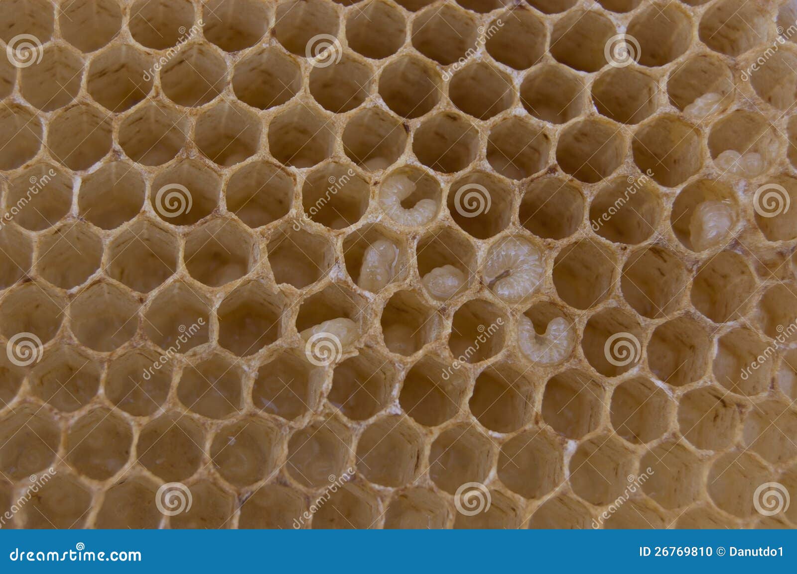 Bees larva stock photo. Image of invertebrate, natural - 26769810