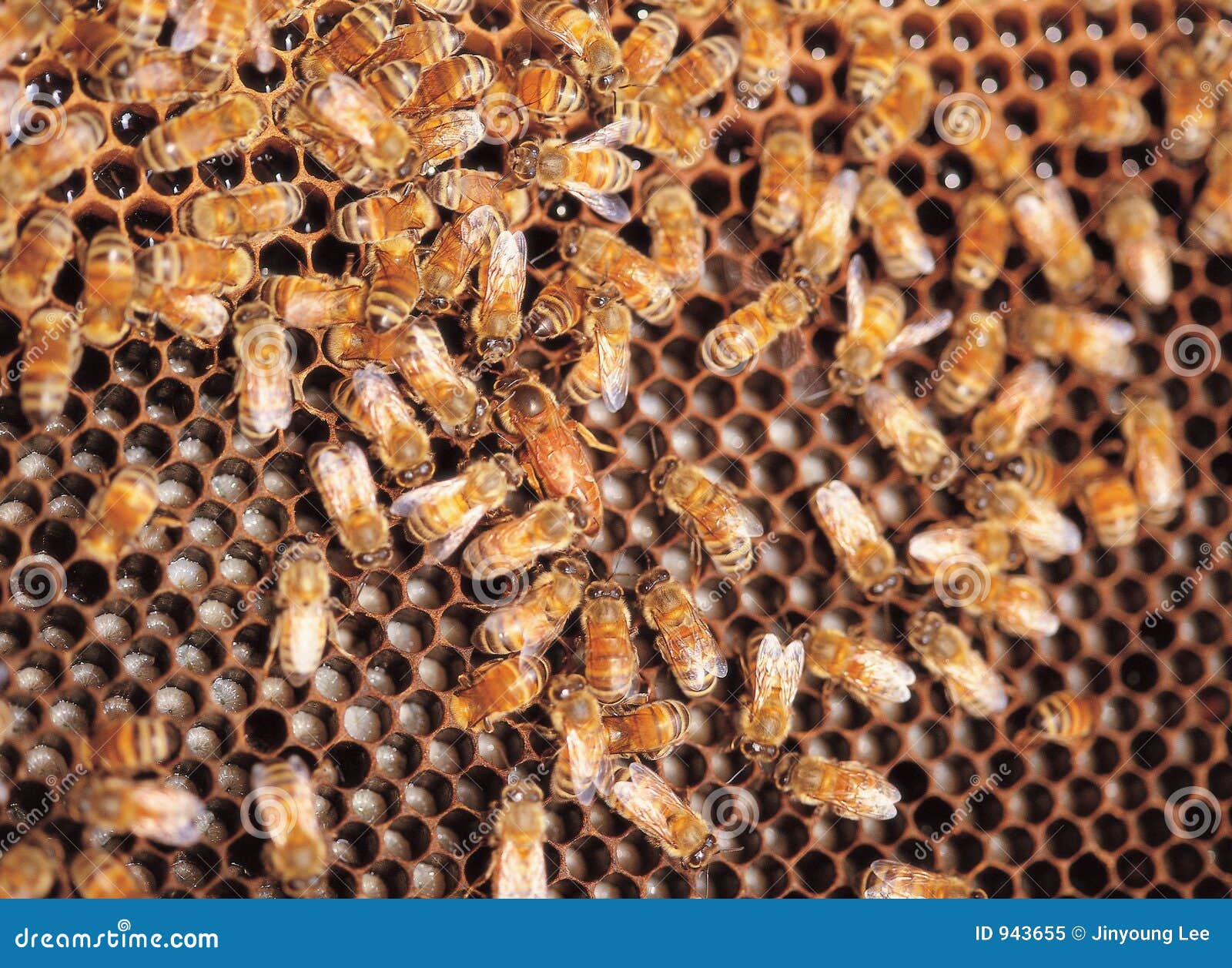 Bees with Larva stock image. Image of larva, legs, shell - 943655