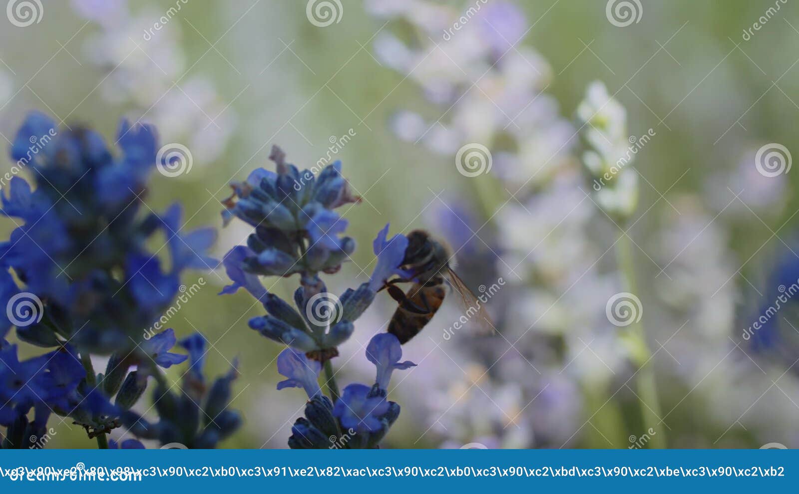 Bees in a Lavender Field Collect Nectar. Stock Video - Video of beauty ...